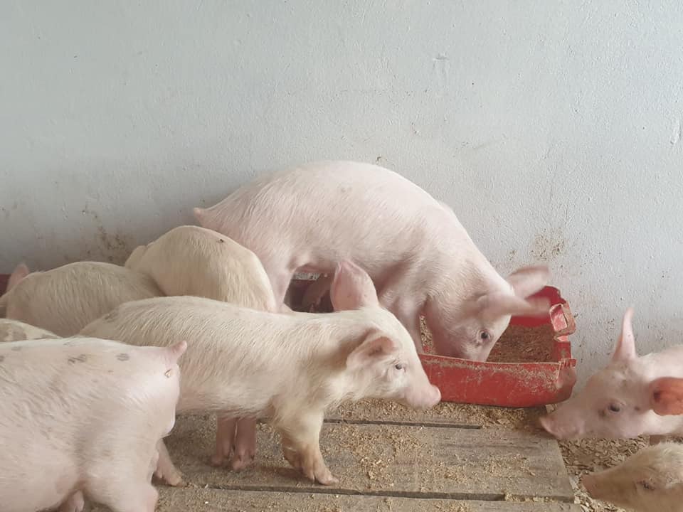 8 x Weaner piglets for sale