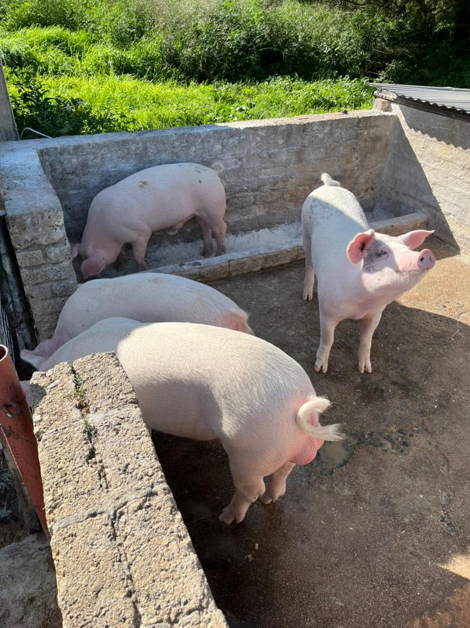 Landrace grower pigs for sale