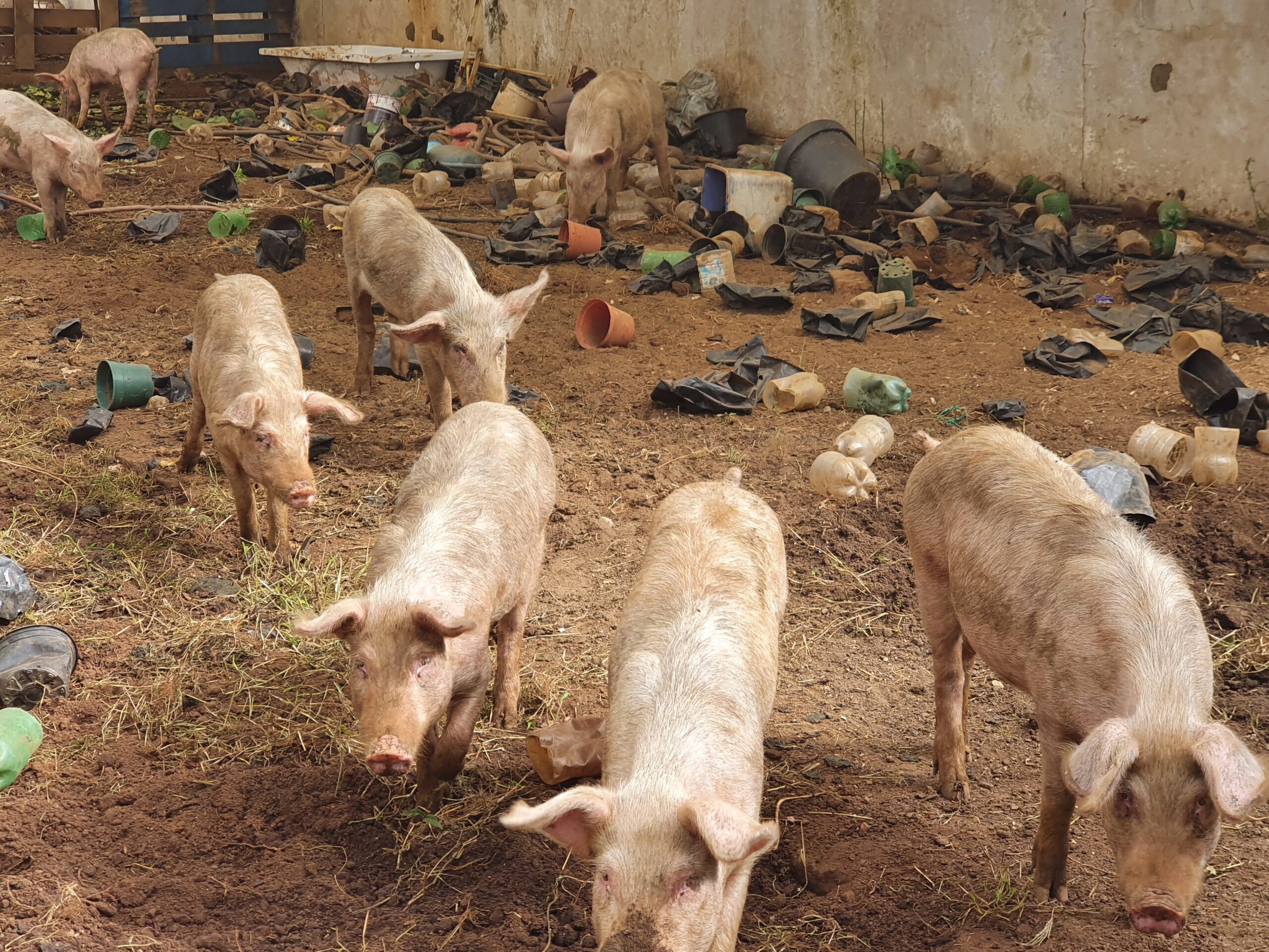 26 Pigs for sale - different sizes