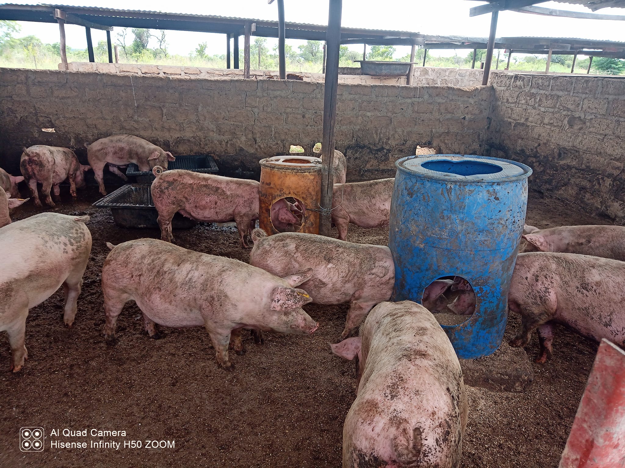 100 x PIC/large white pigs for sale