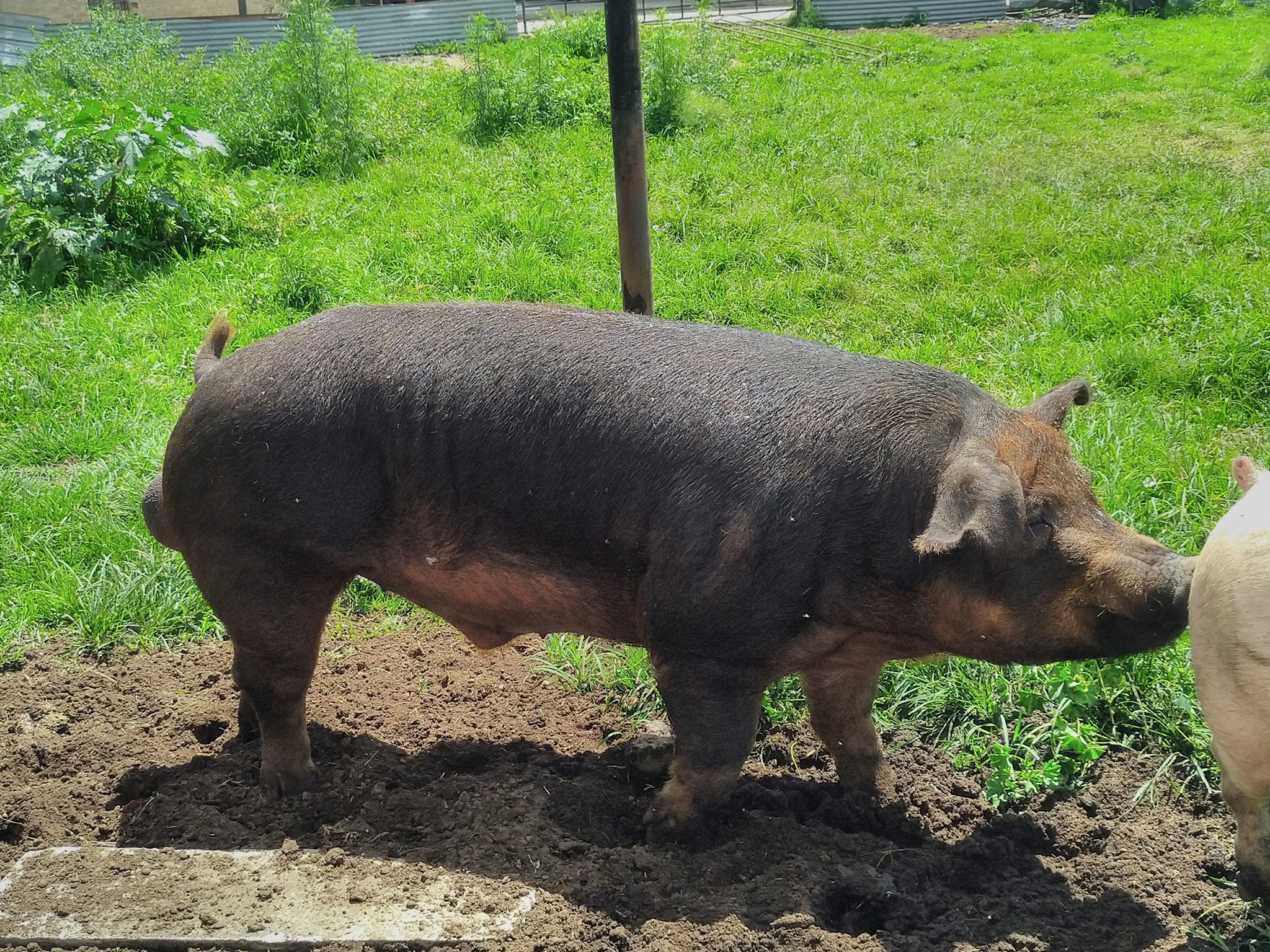 Danbred bloodline duroc boar