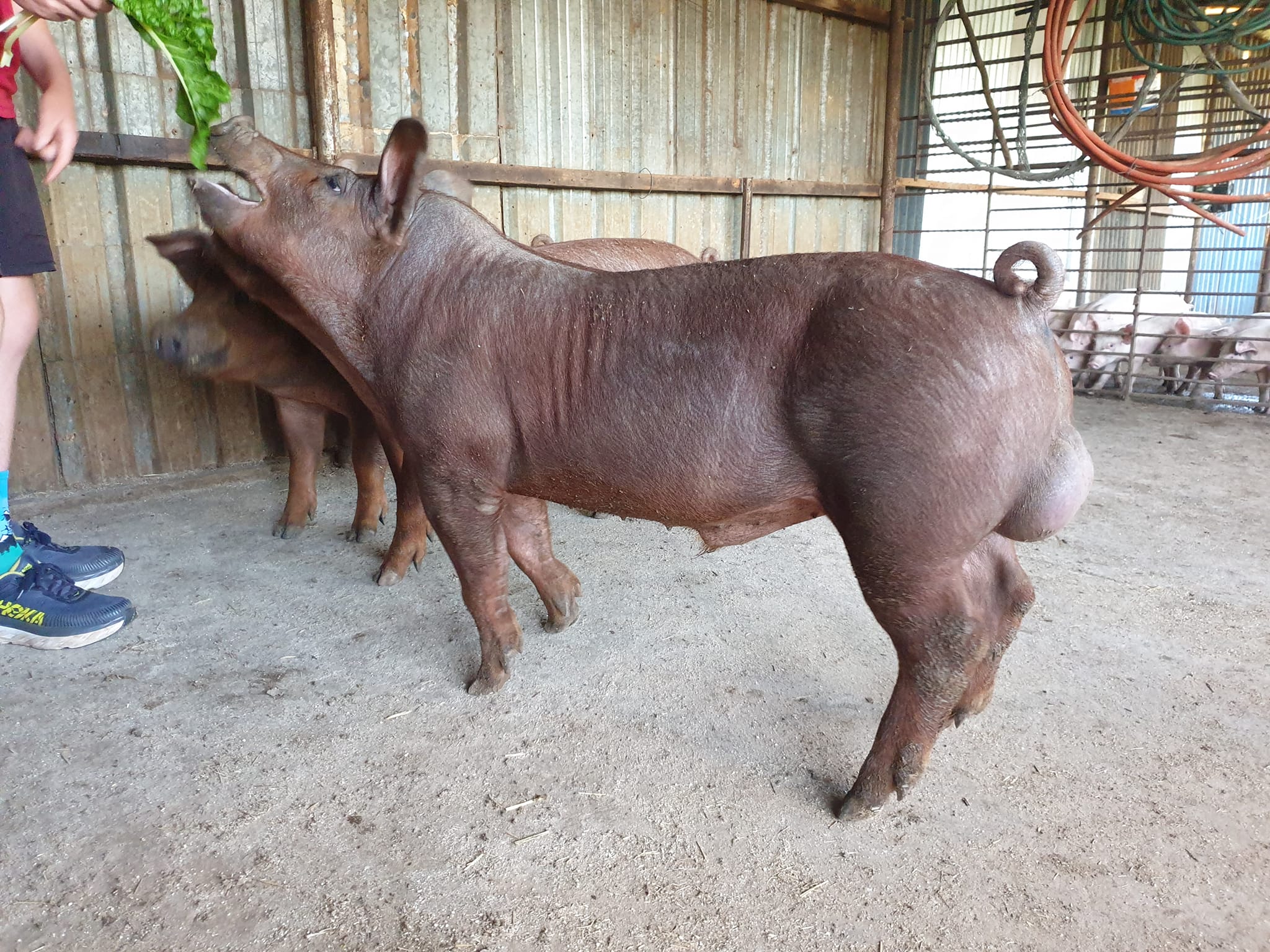 Duroc breeding boars for sale