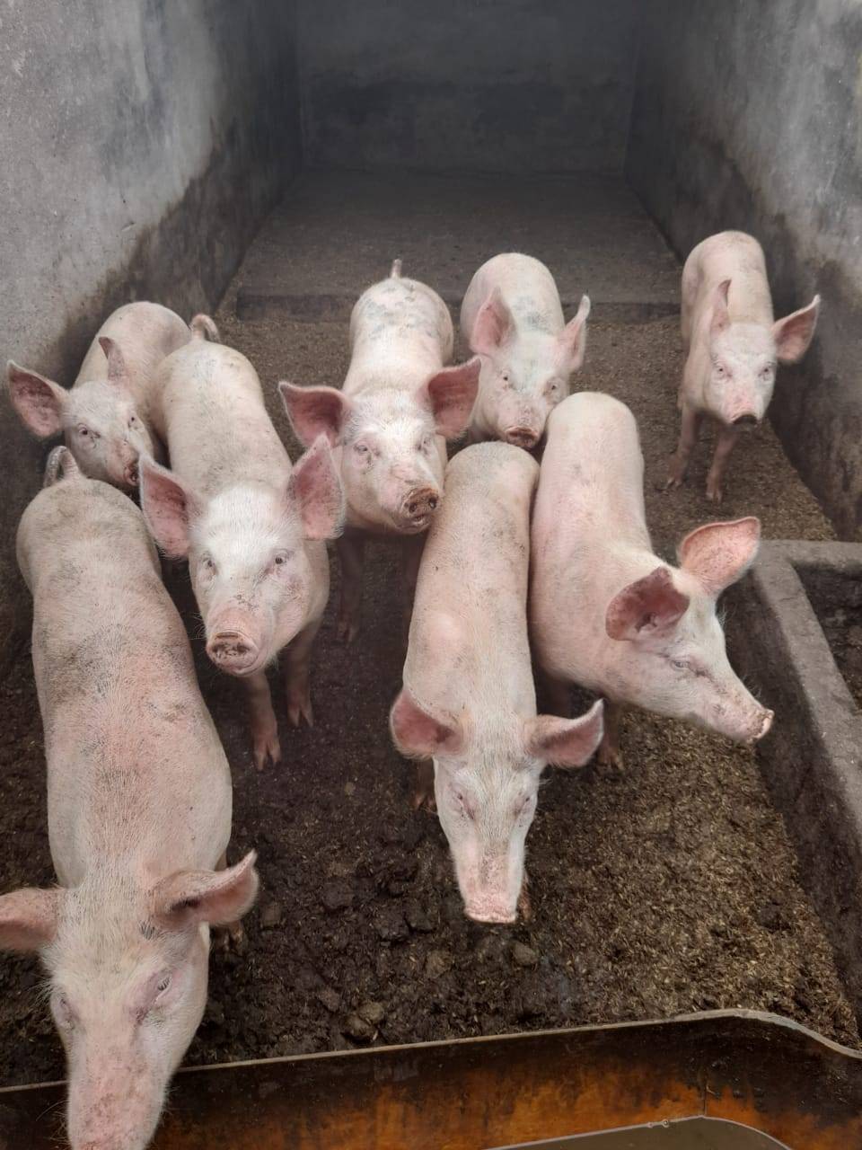 15 x Weaner piglets for sale