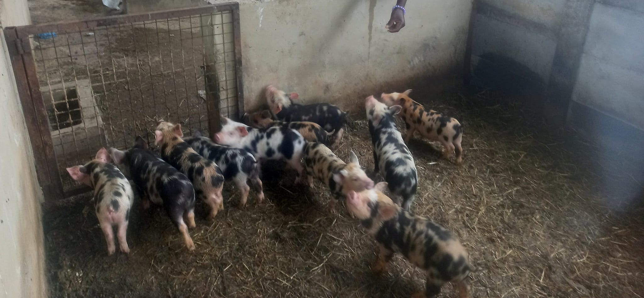 Kolbroek piglets available