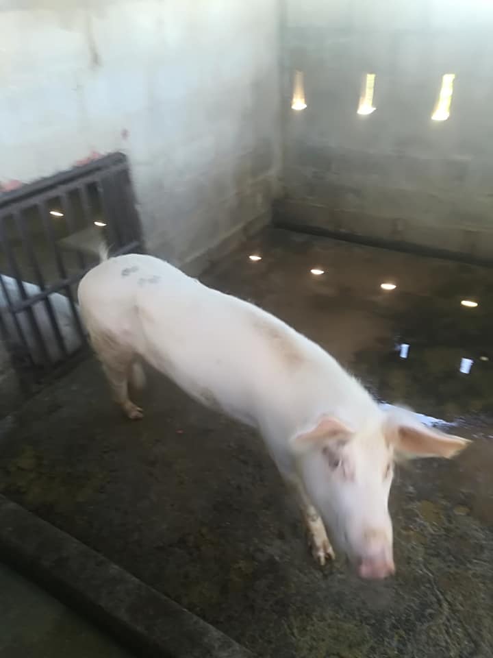 Grower pigs (gilts) for sale