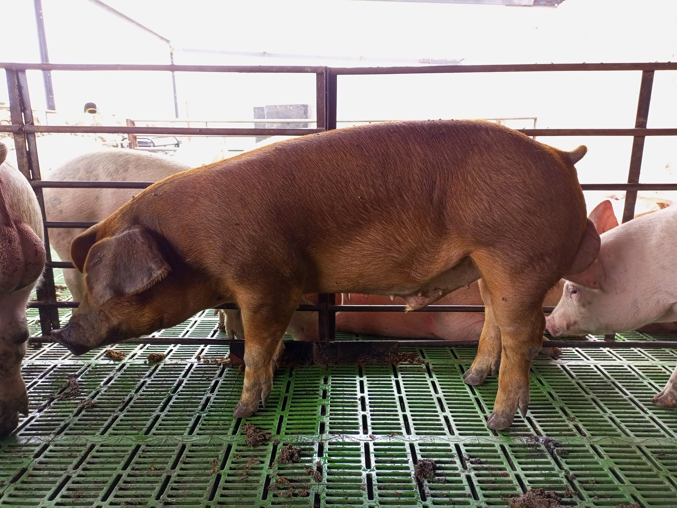 Pure duroc boar for sale