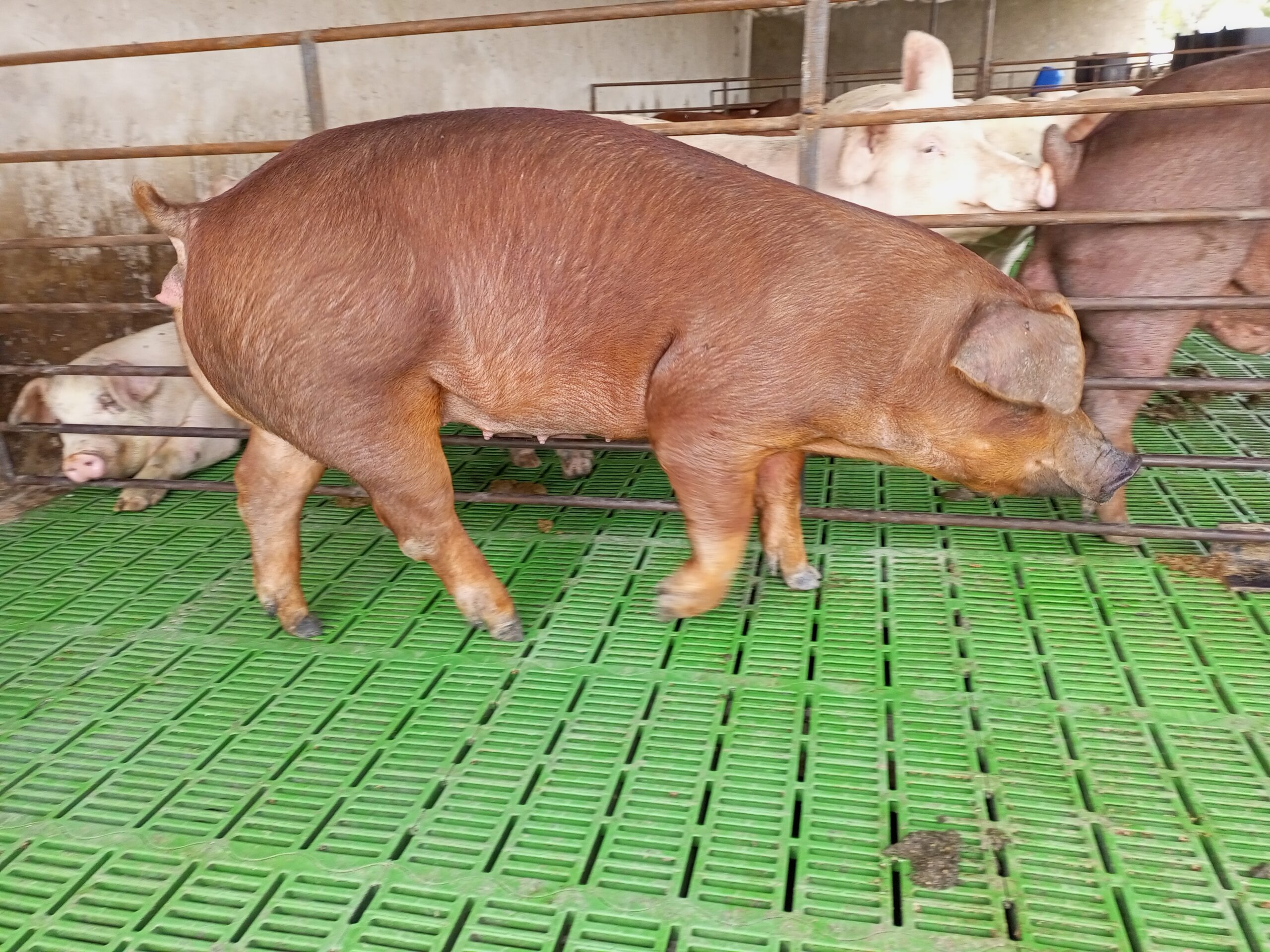 Pure duroc gilts available