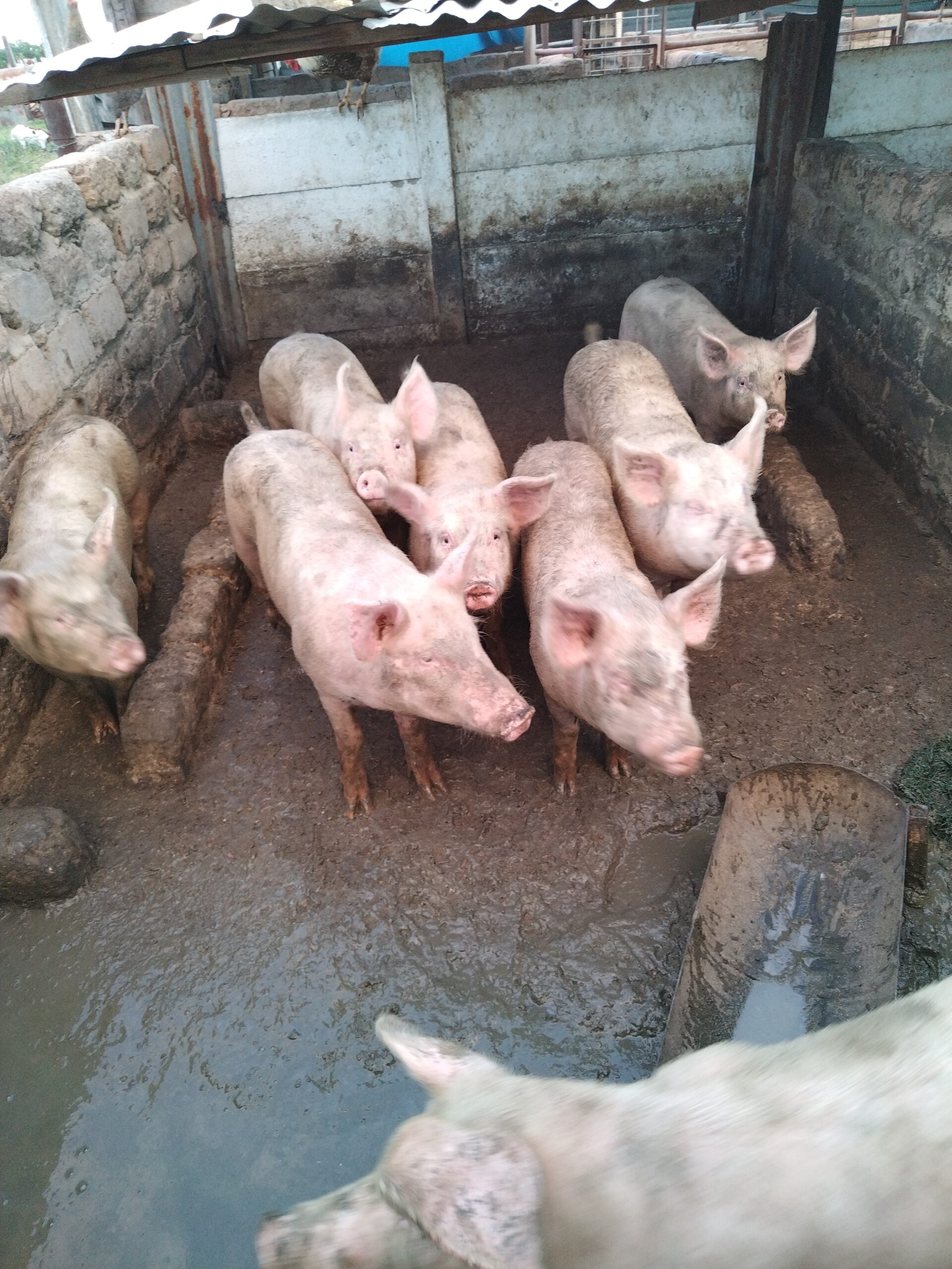 33 Pig growers for sale
