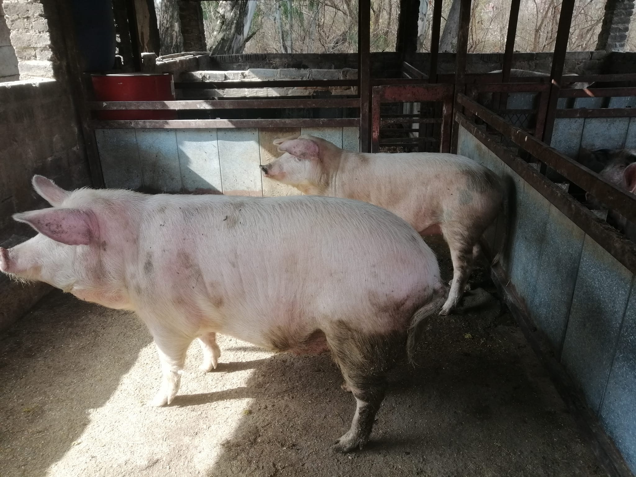 10 x Pigs for sale as a package