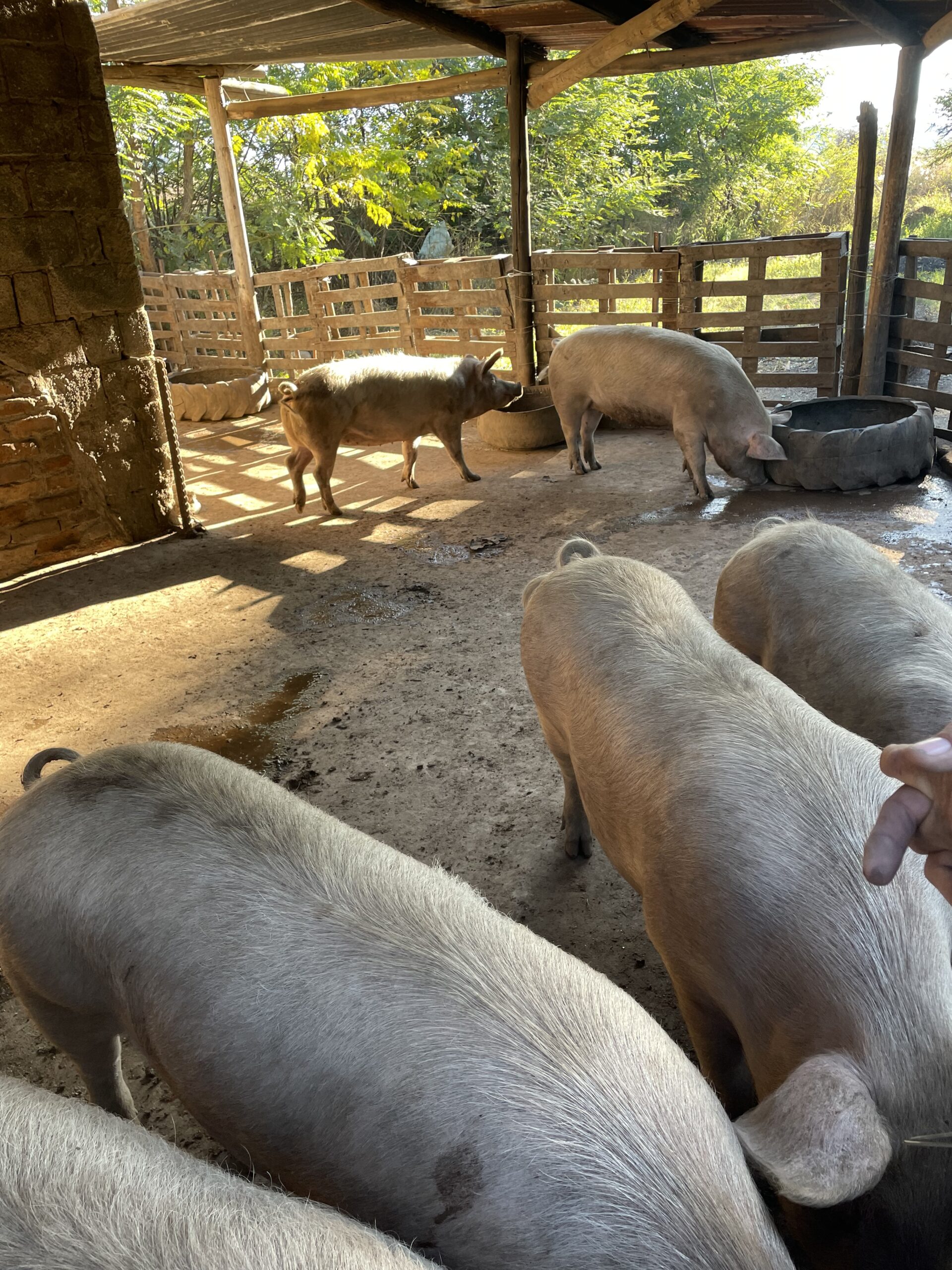6 x Large white sows (11 months old) pregnant