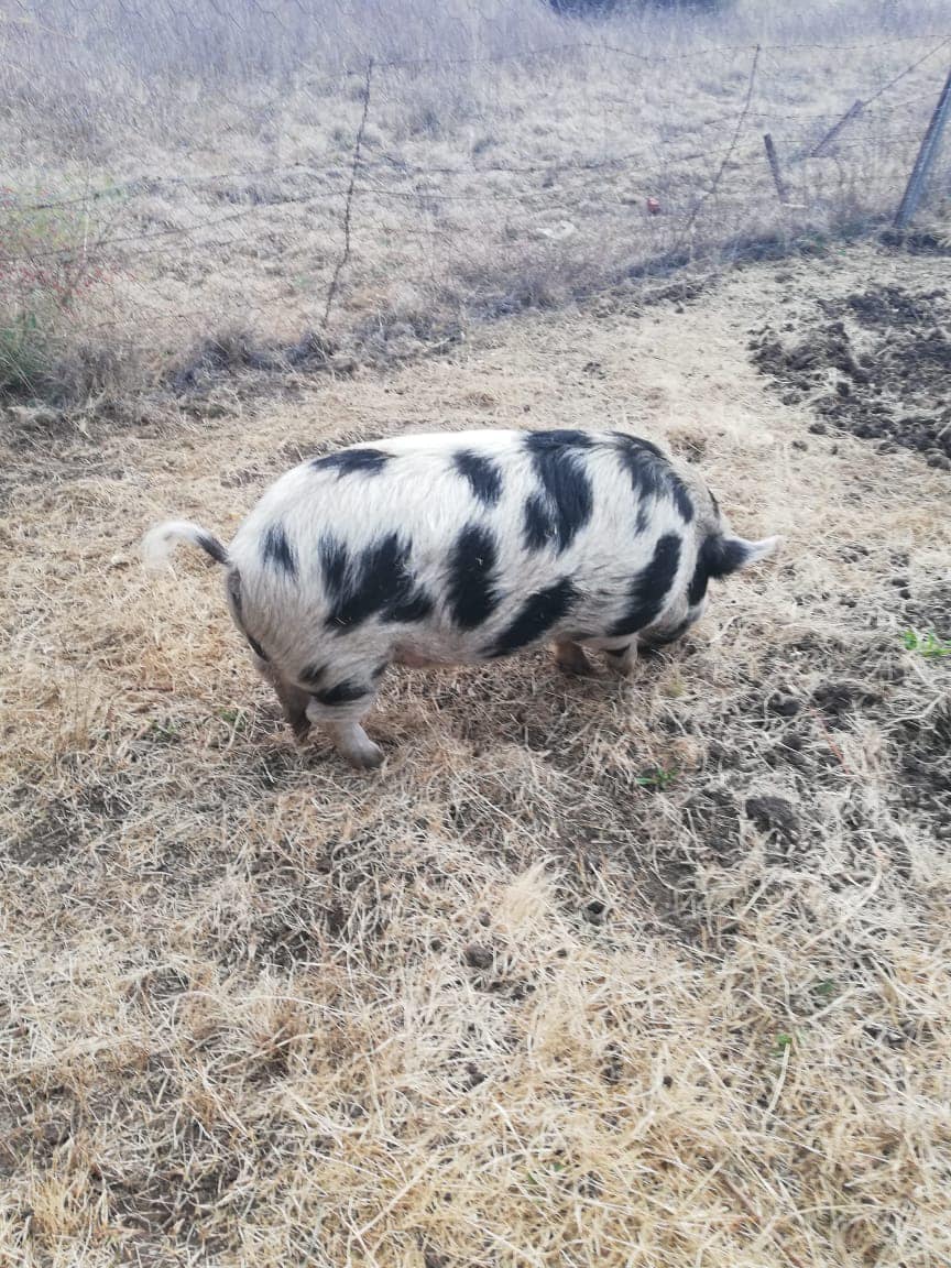 2 x Pure breed Kolbroek pigs for sale