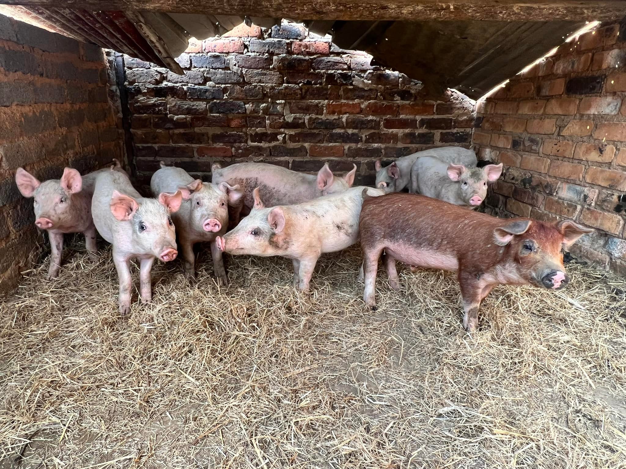 Weaner piglets ready to go