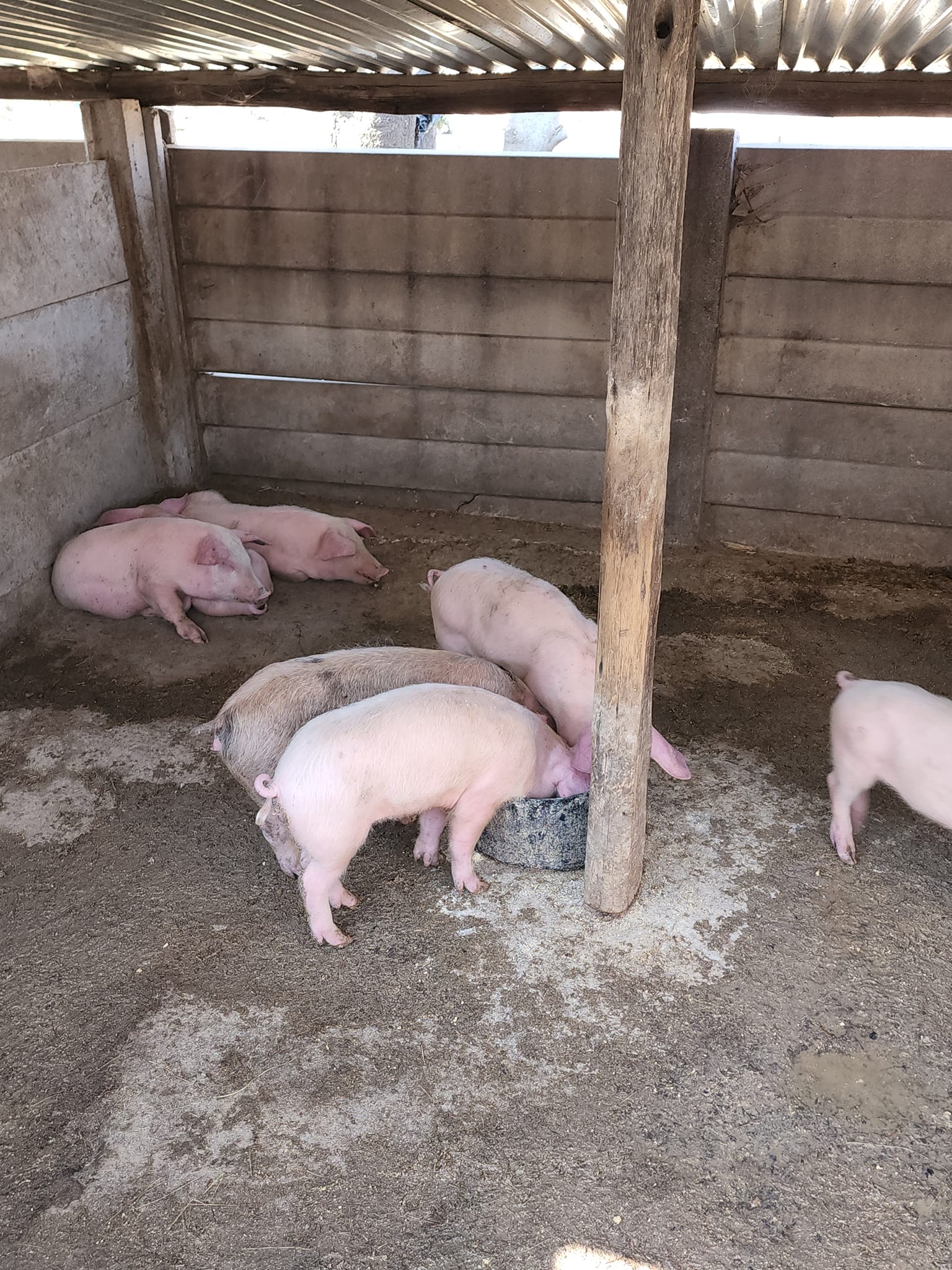 10 Grower pigs for sale