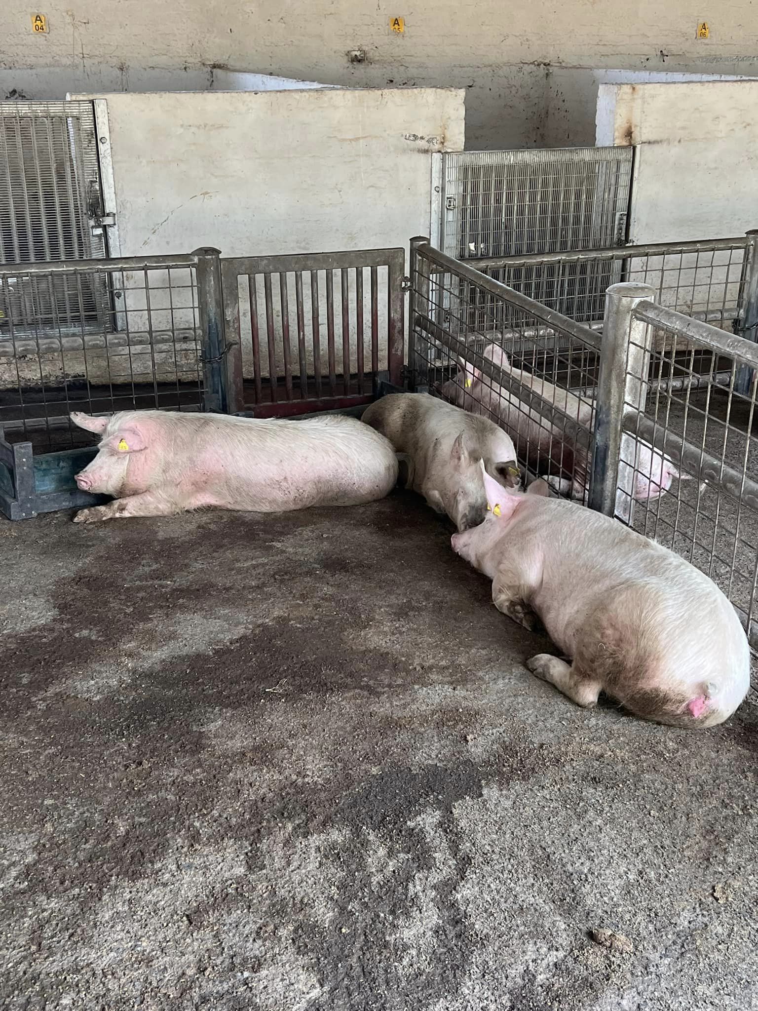 Varied age pigs for sale