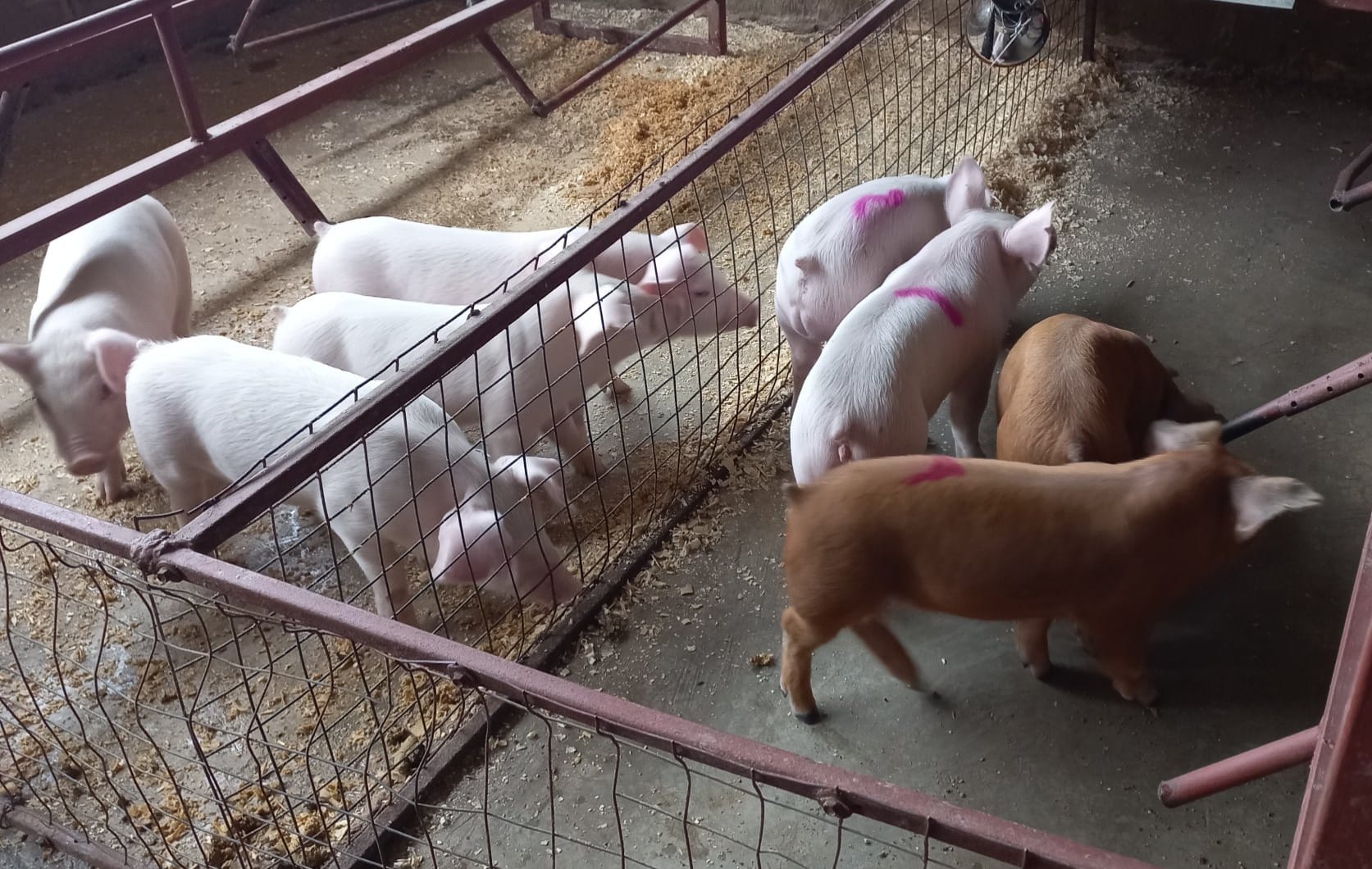Weaner pigs for sale
