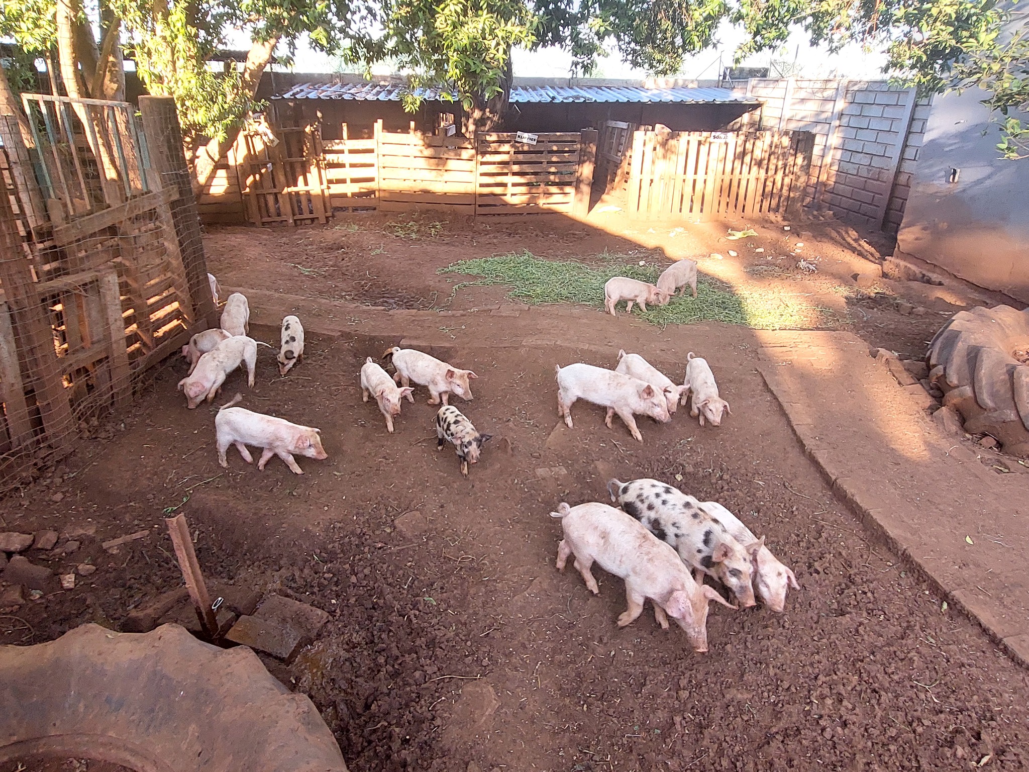 Weaning pigs available