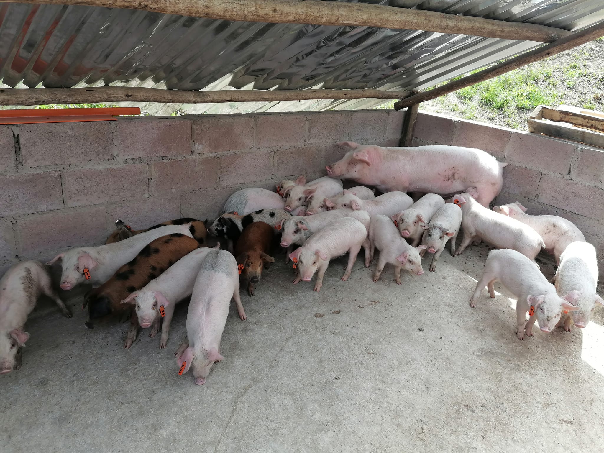 24 x Large white/landrace piglets for sale