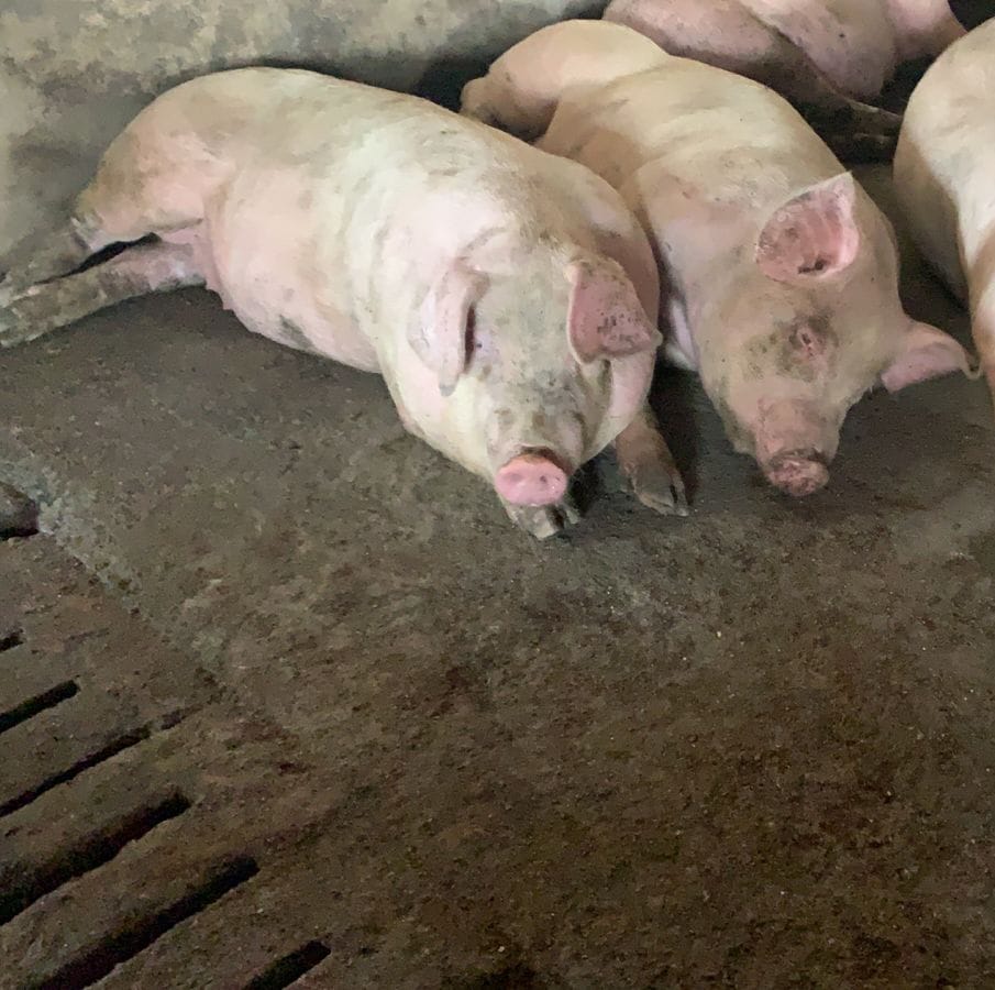 5 x Landrace and 5 x large white gilts