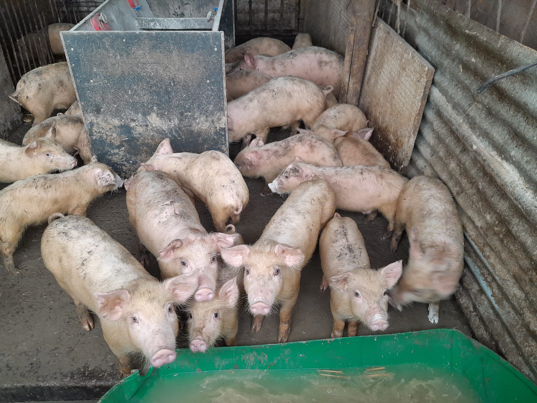 44 x Large white x duroc piglets