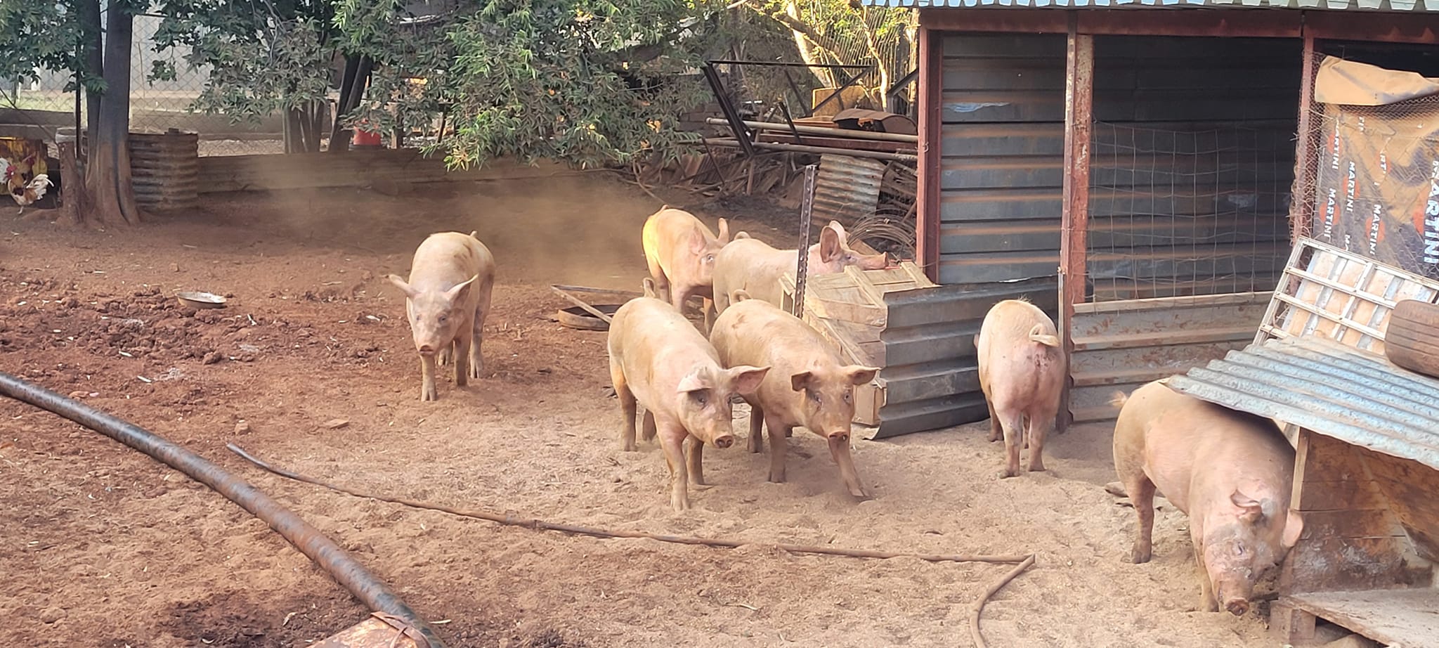 10 x Landrace/Duroc cross gilts