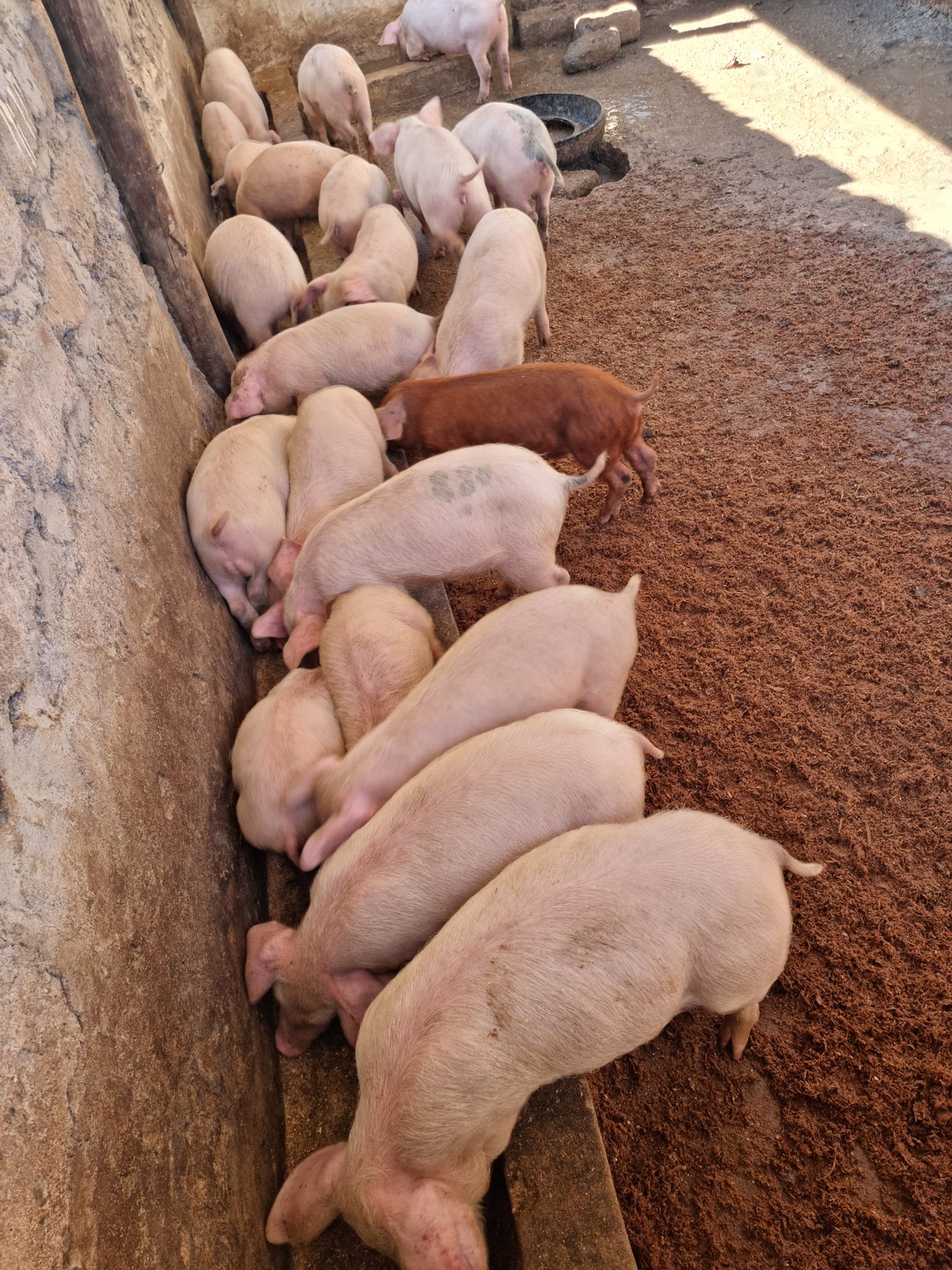 Weaner piglets looking for a new home