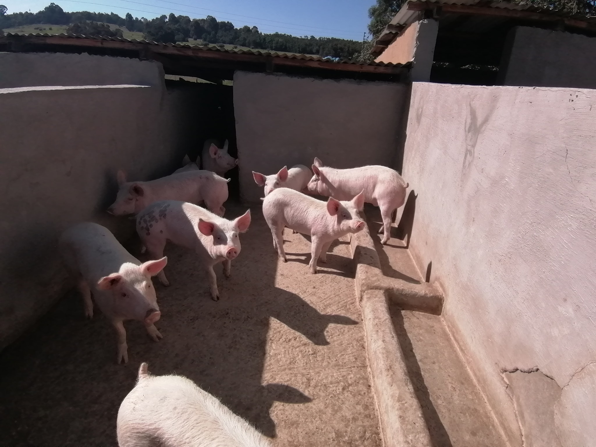 Piglets for sale
