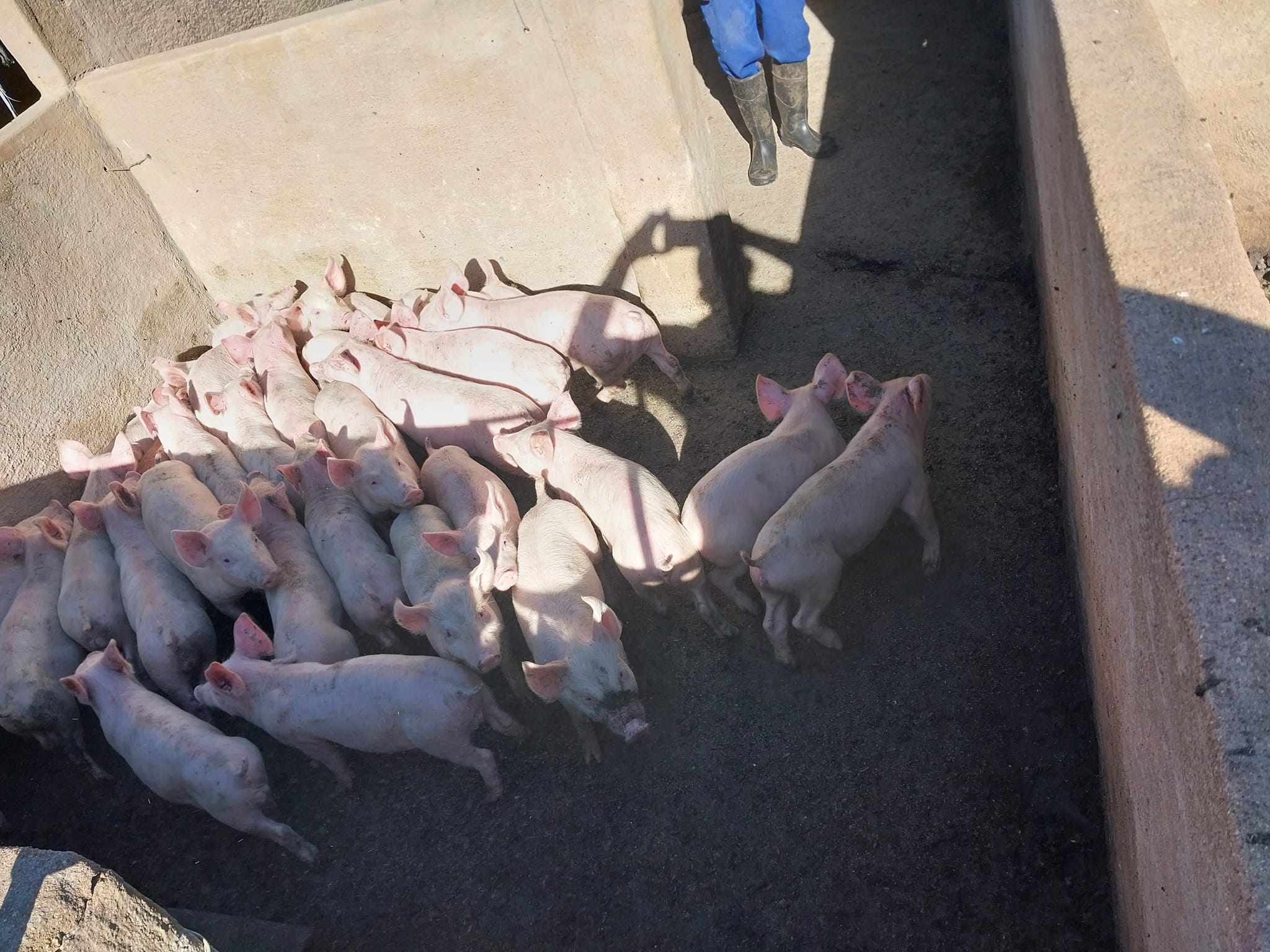 40 x Weaner piglets for sale