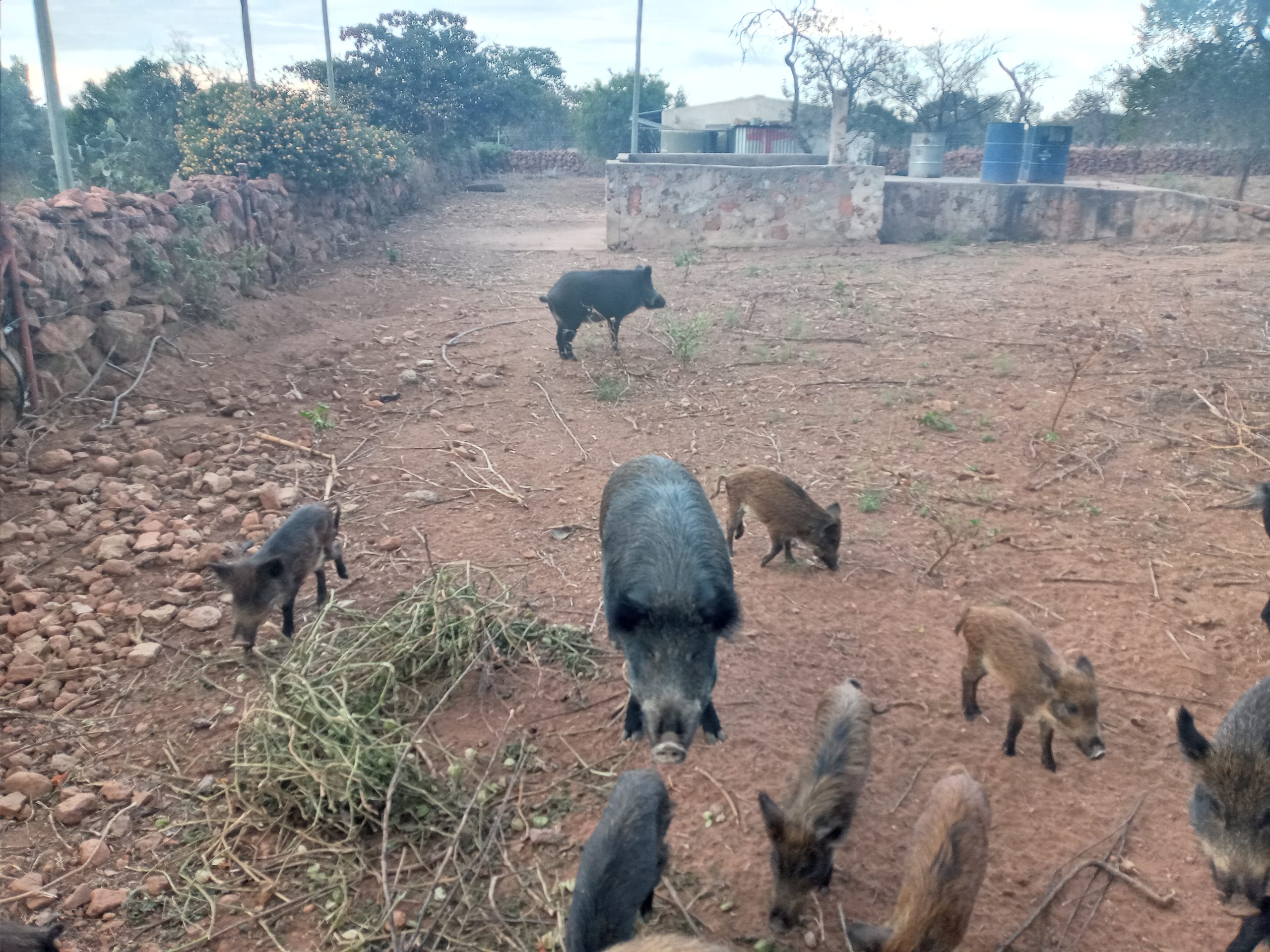 European bush piglets for sale