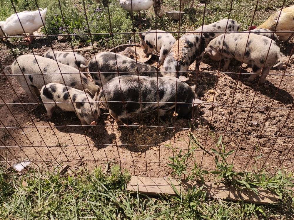 10 x Freerange pure kolbroek piglets