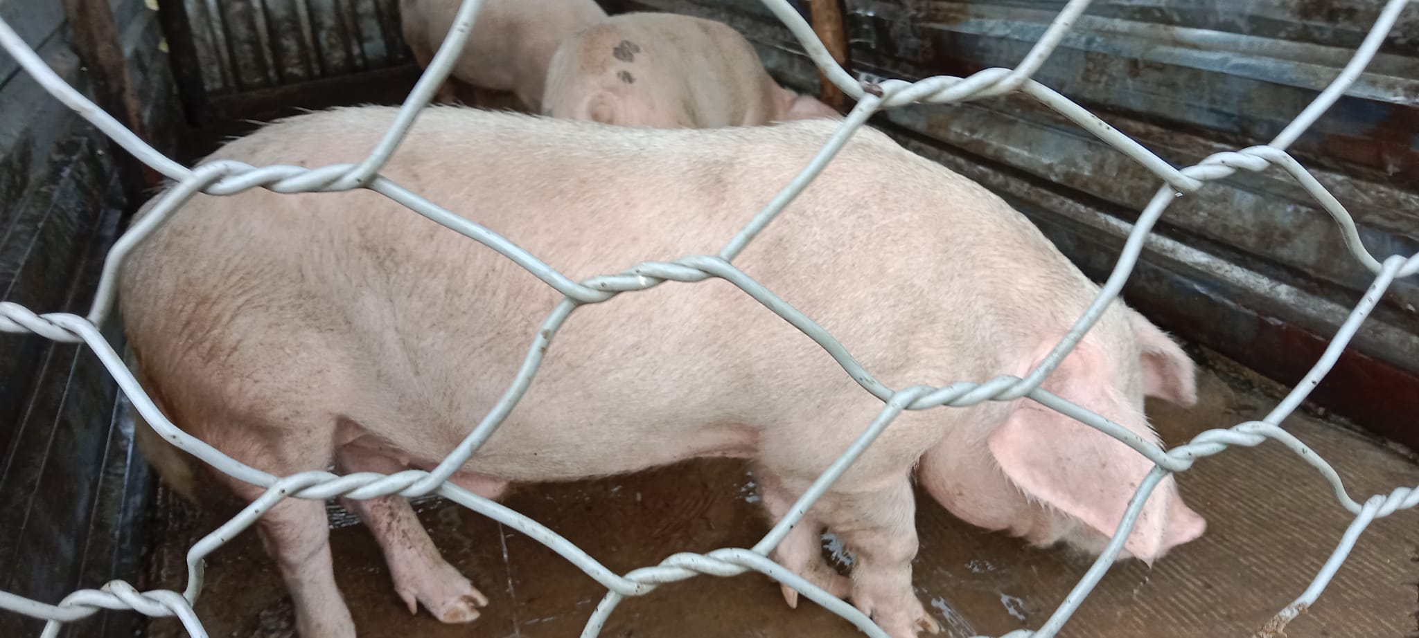 2 x Large white pregnant gilts