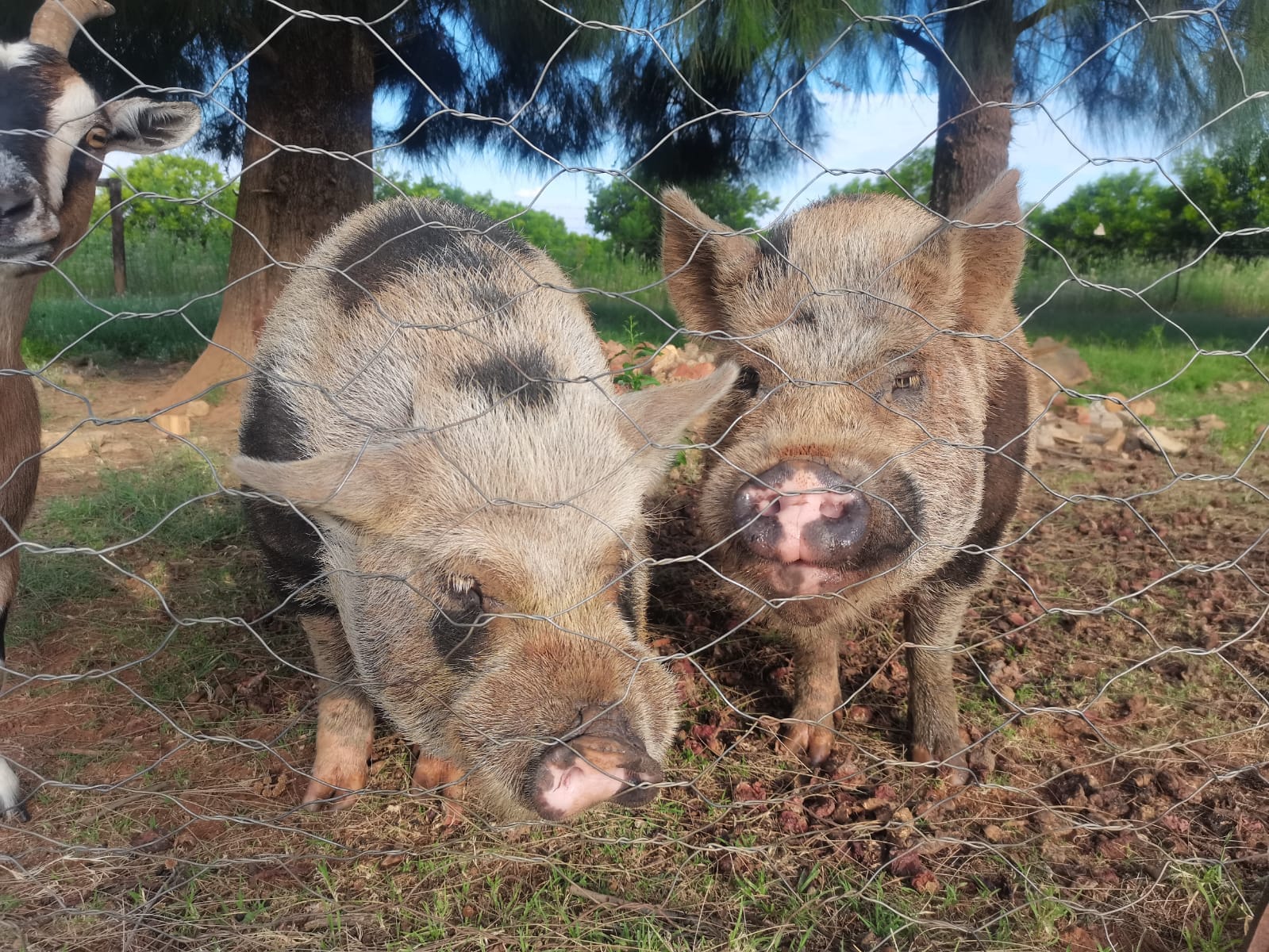 Kolbroek weaner piglets available