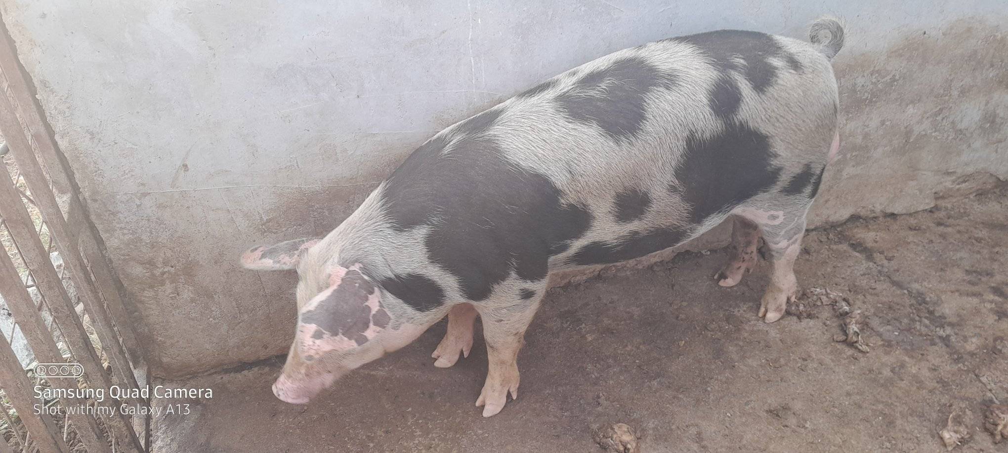 2 x Medium white gilts + 1 kolbroek boar