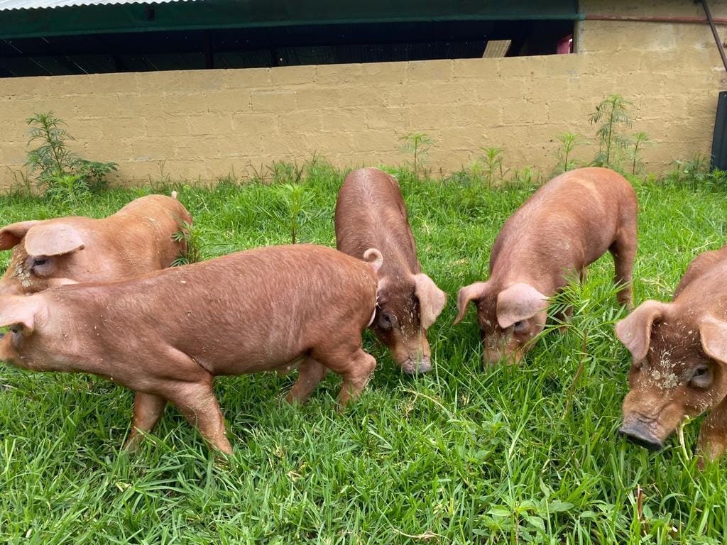 5 x Young duroc boars (9 weeks old)