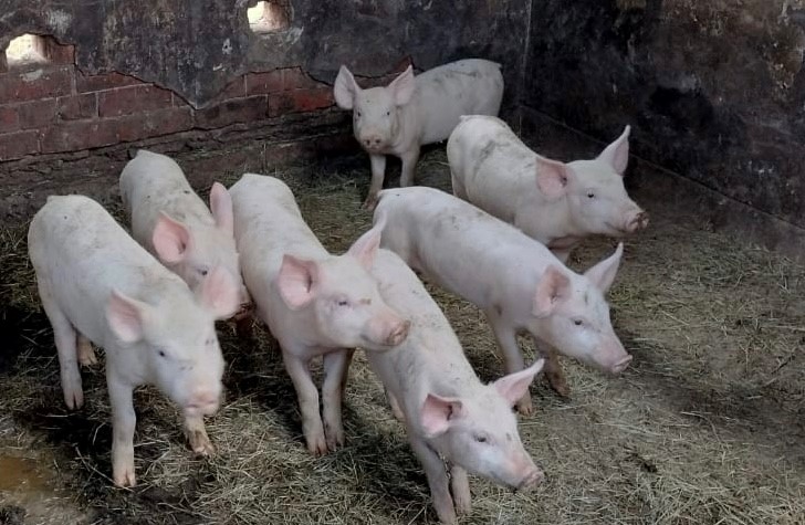 18 x Weaner piglets for sale