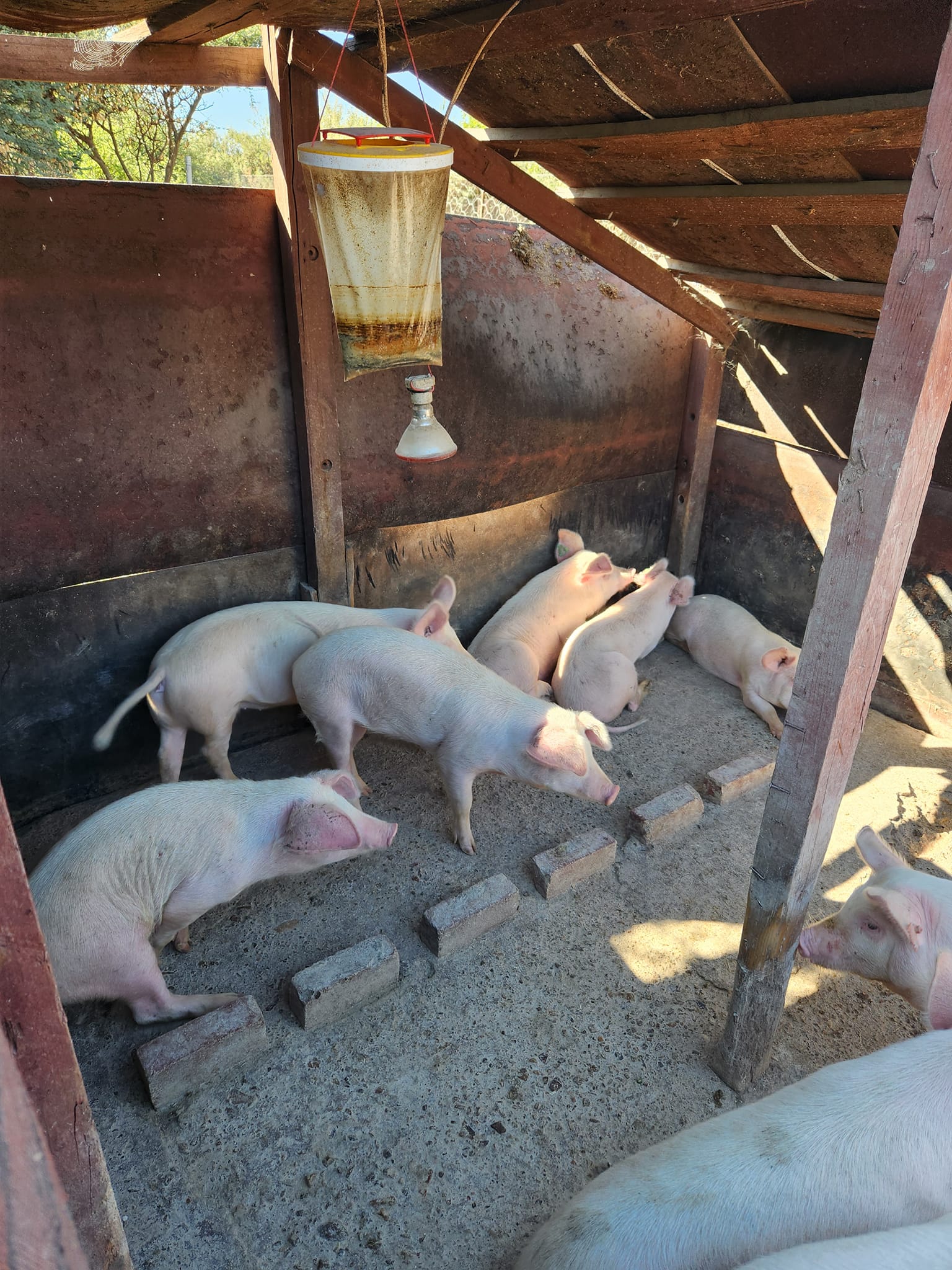 Live pigs for sale