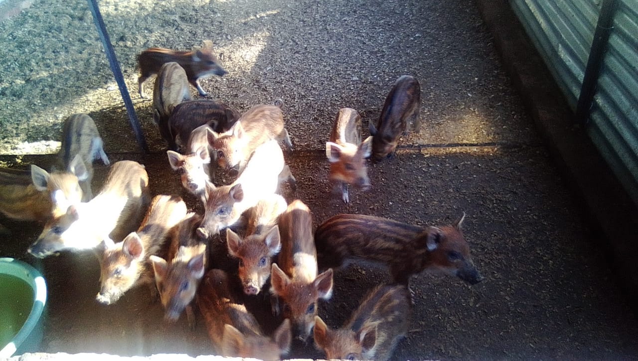 23 x European bush pigs for sale