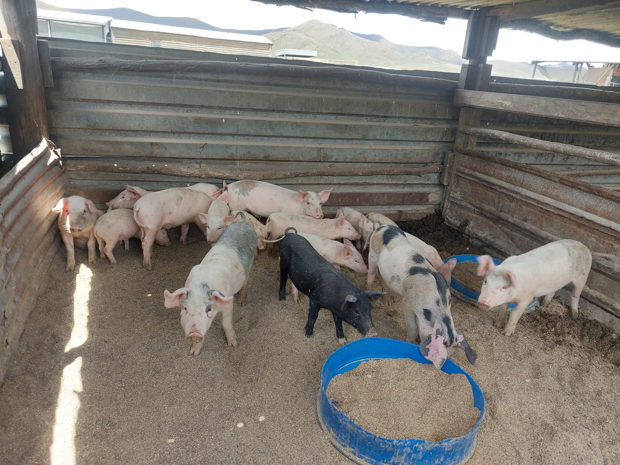 150 x Pigs for sale
