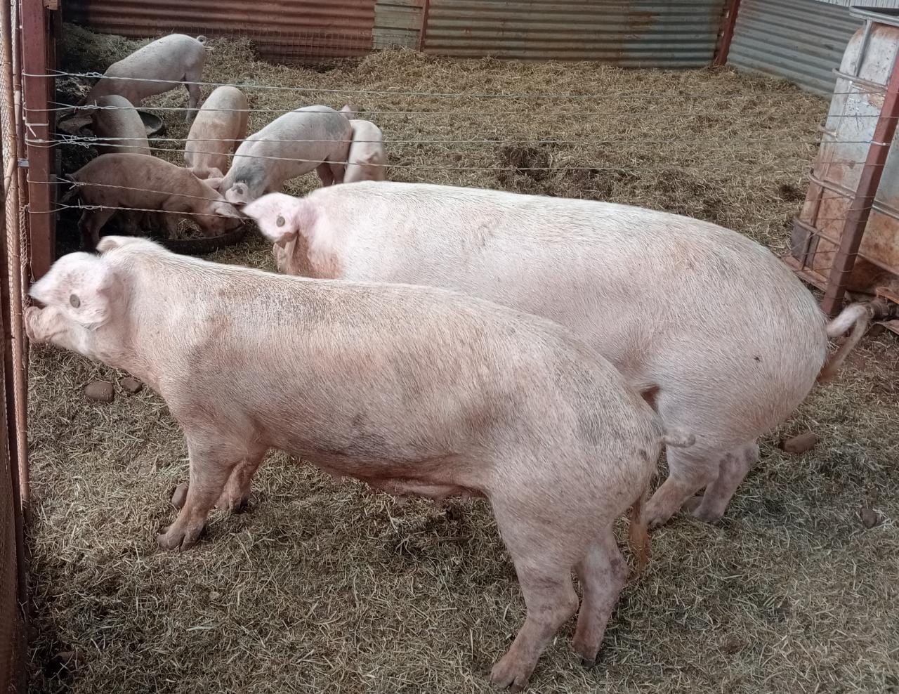 8 x Landrace/large white pigs for sale