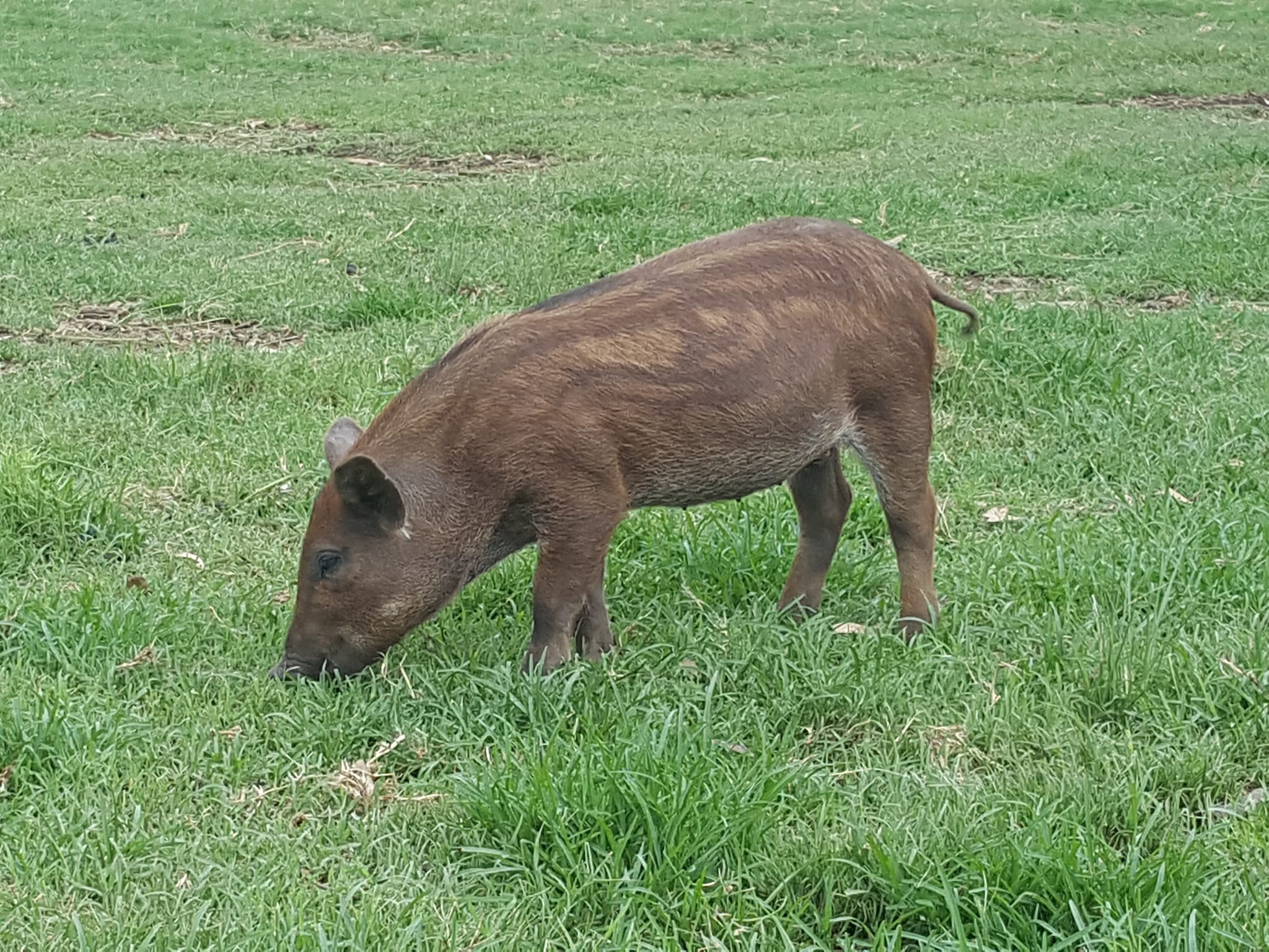 Free range European bush piglets