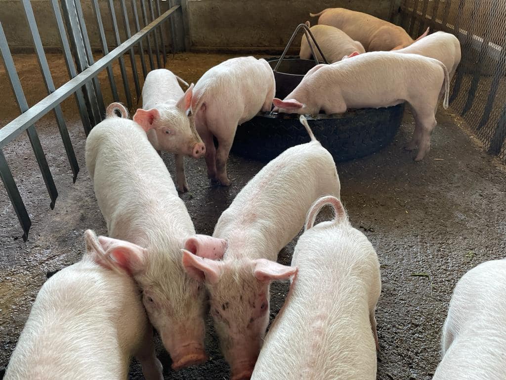 16 x Cross breed weaner piglets for sale