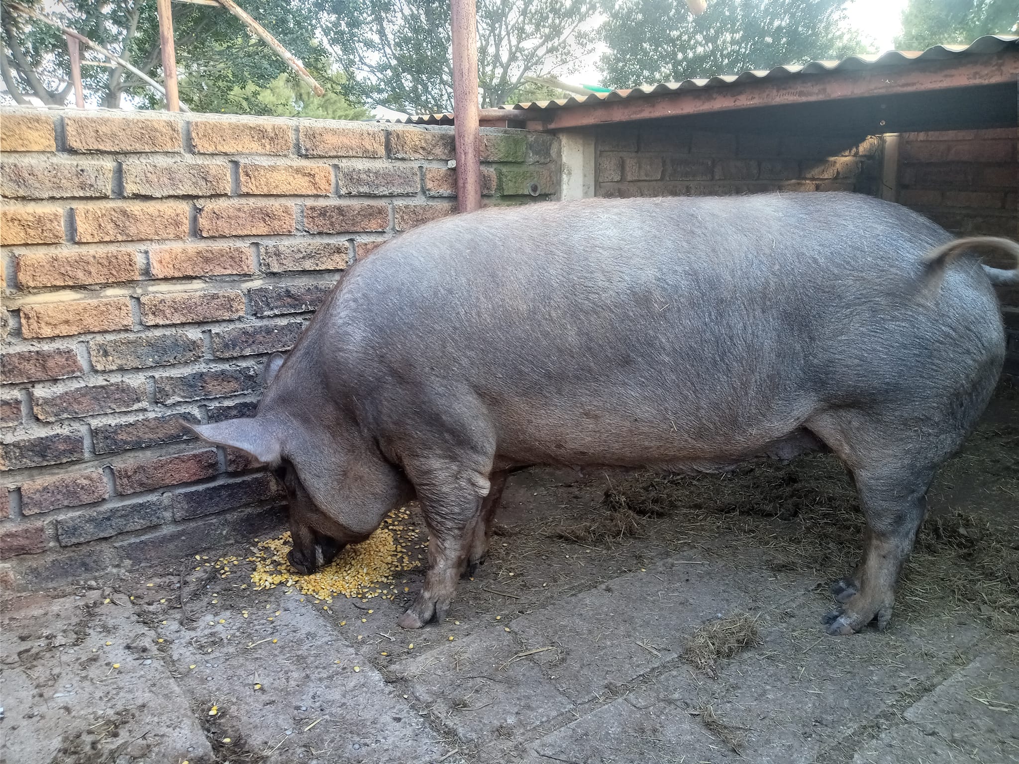 10 x Pigs for sale
