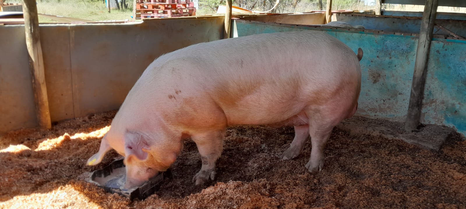 Large white breeding boar for sale