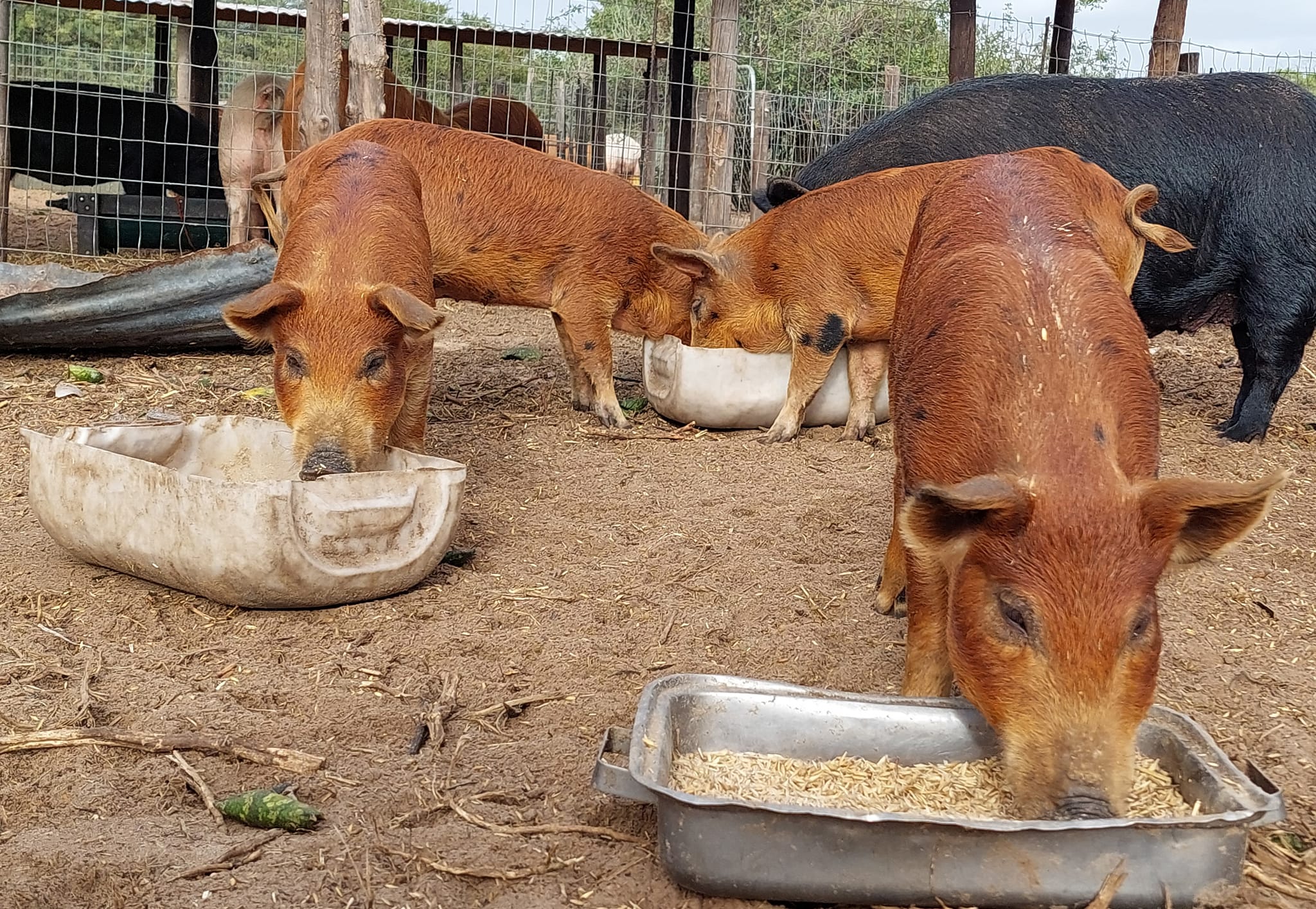 Duroc x Kolbroek piglets