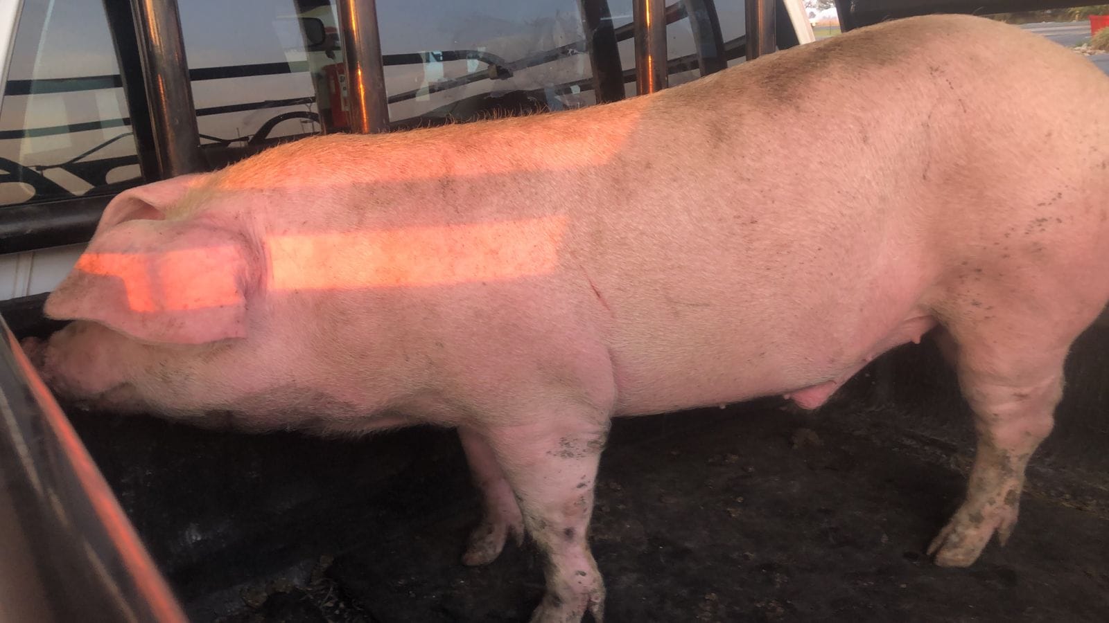 Landrace + large white boars and gilts