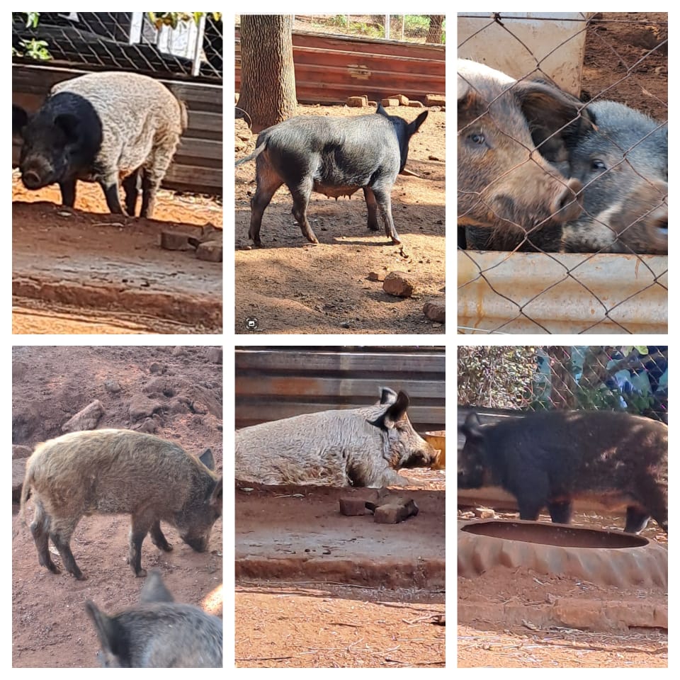 8 x European wild pigs for sale