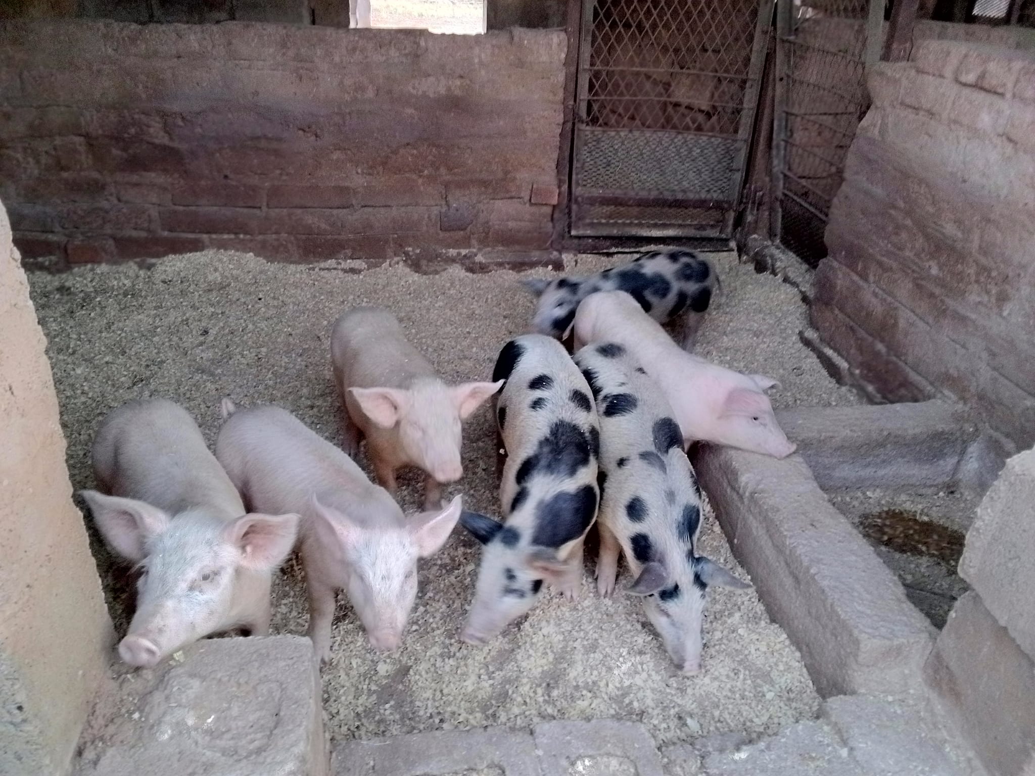 14 x Large white/landrace cross weaning pigs