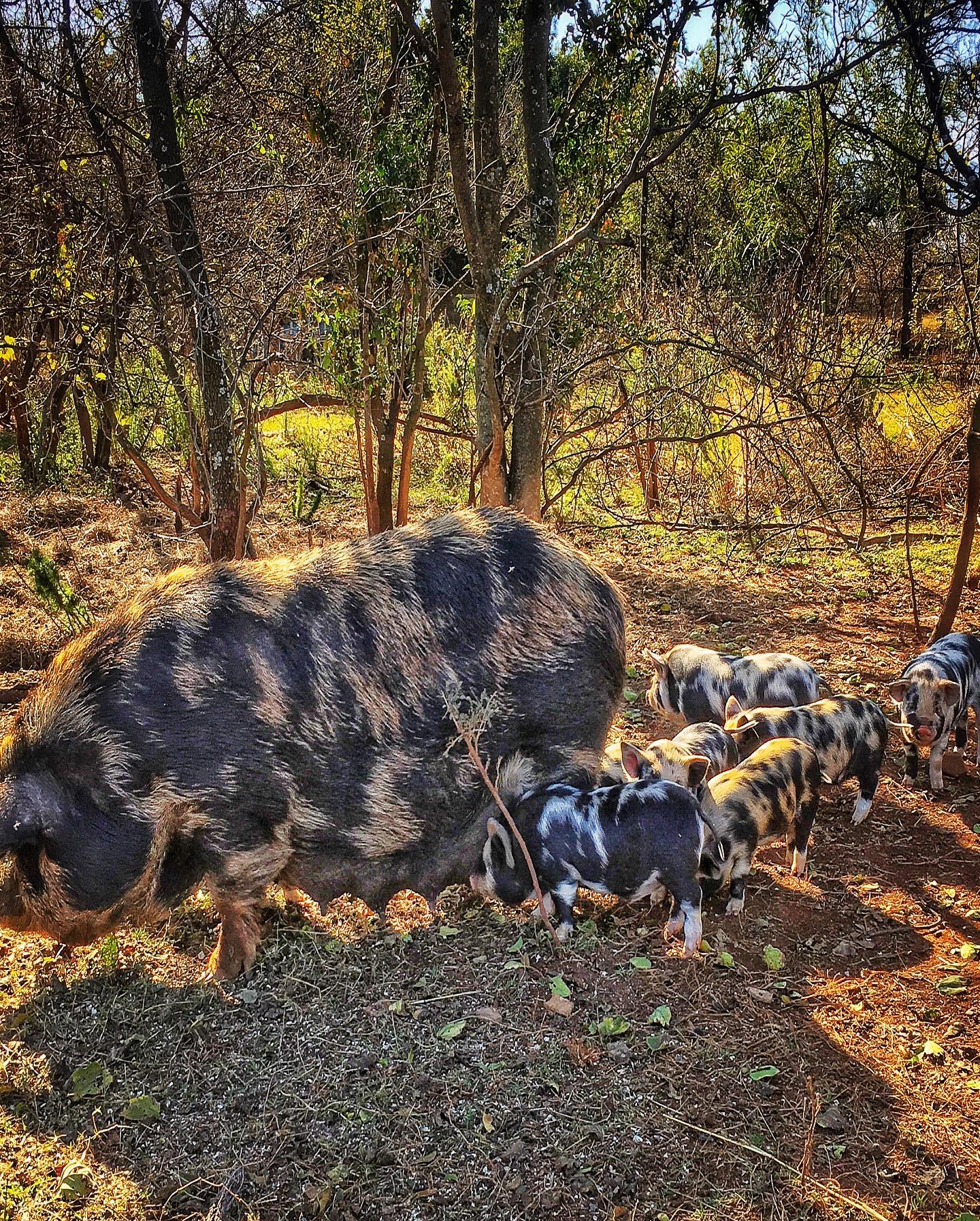 Kolbroek piglets for sale