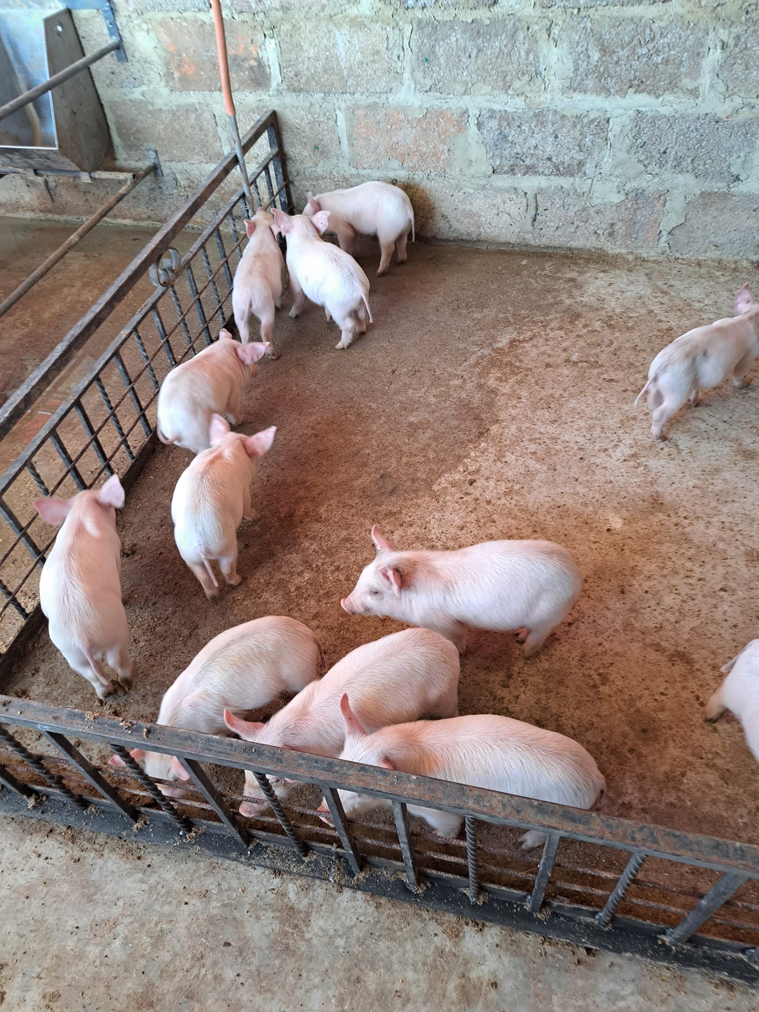 14 x F1 and duroc weaner piglets