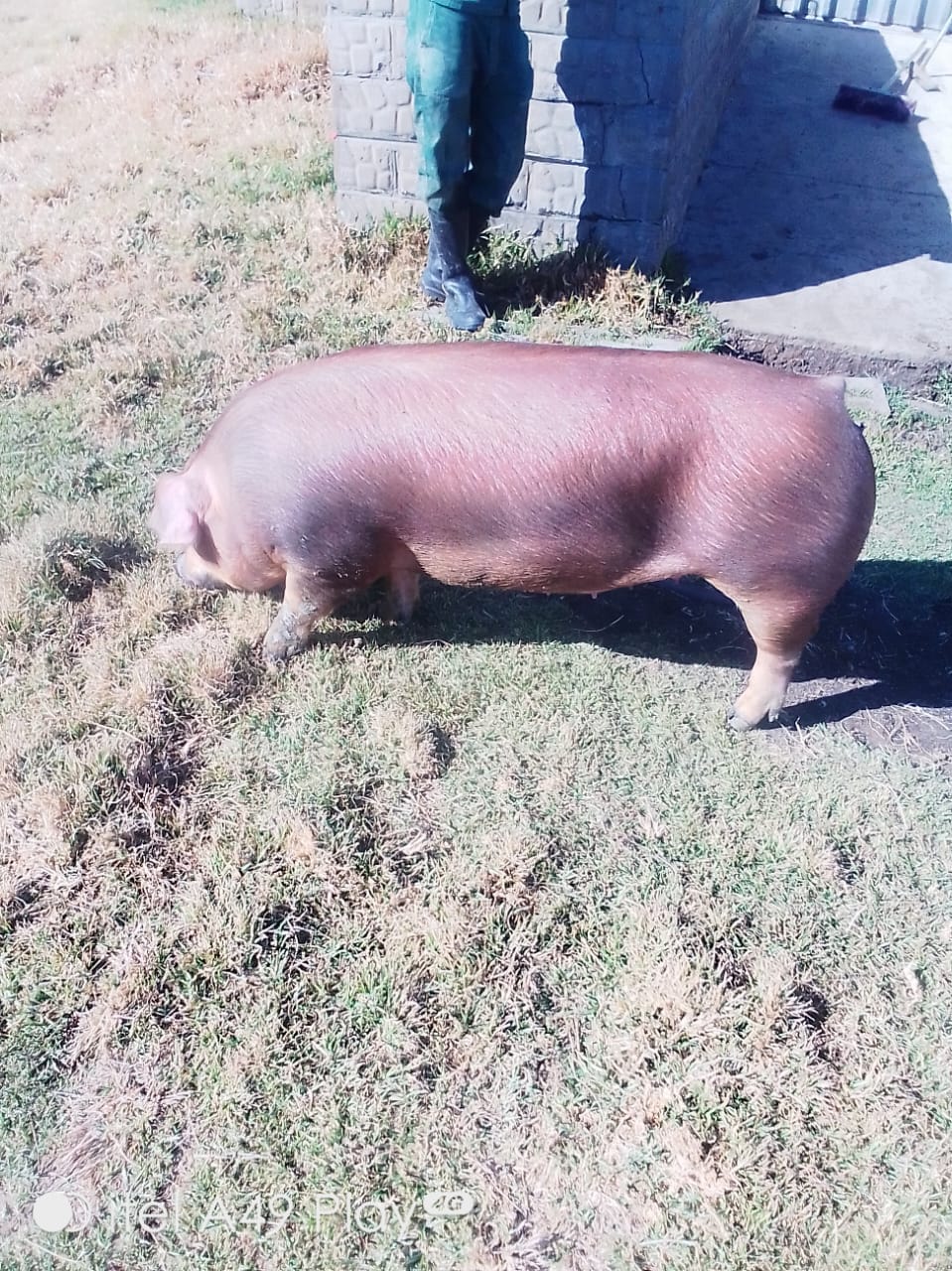 Duroc breeding gilts