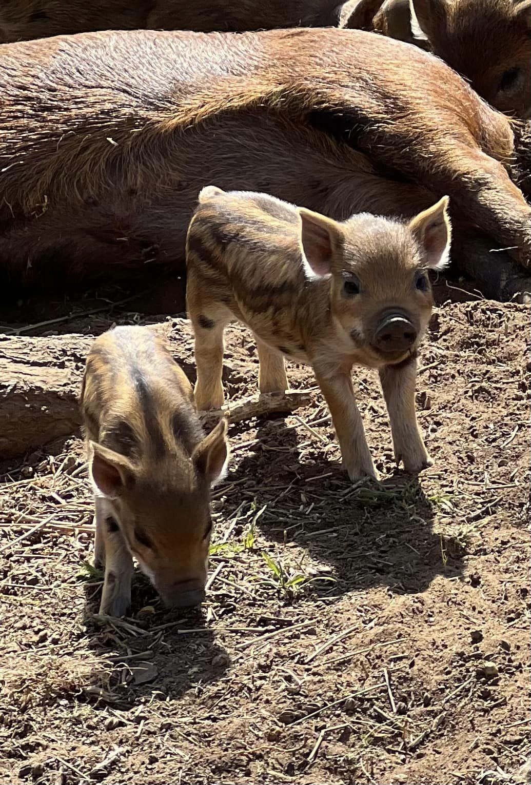 Potbelly piglets crossed with bush hog